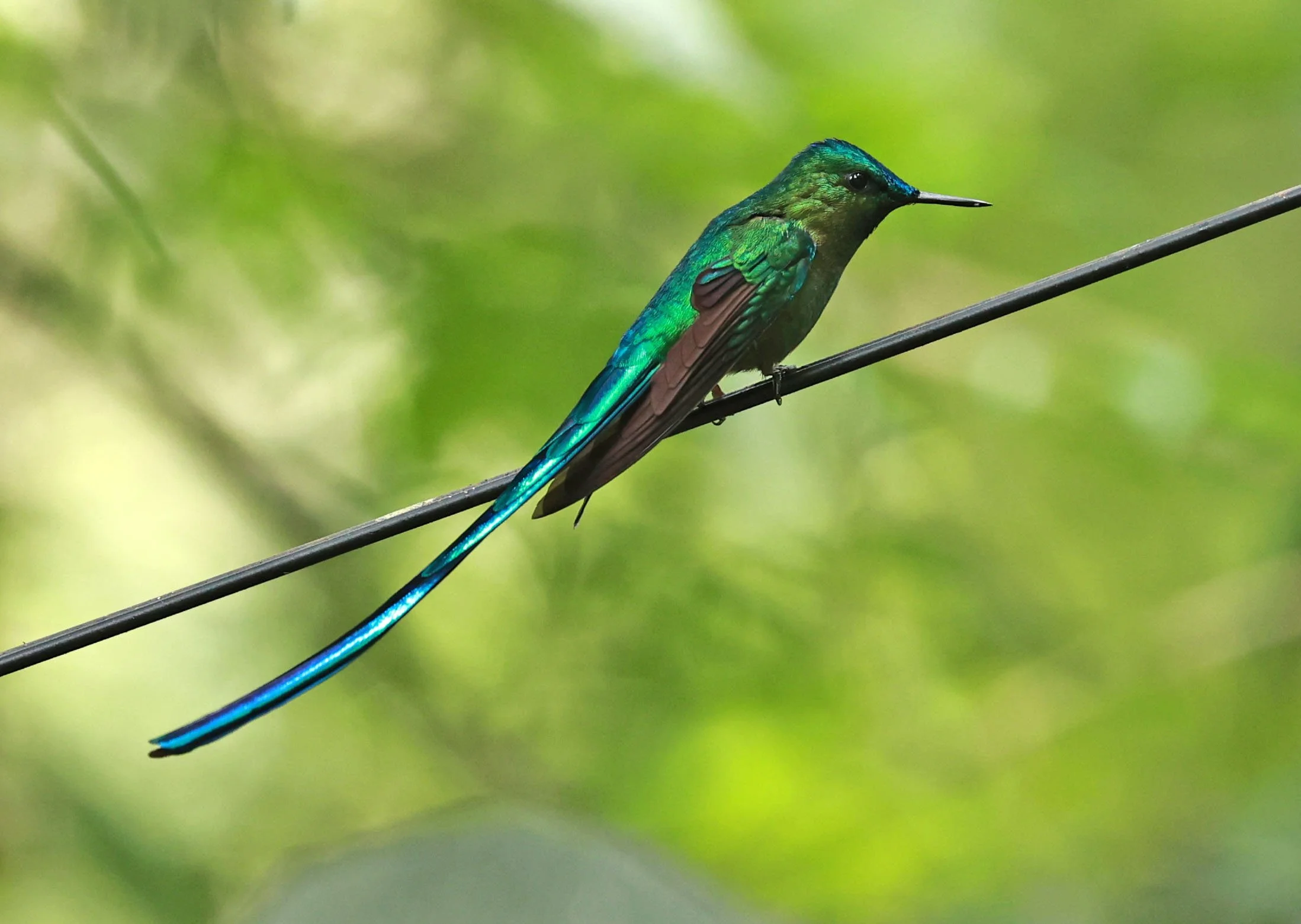 Long-tailed Sylph (Aglaiocercus kingii) Guango Lodge, Papallacta ...