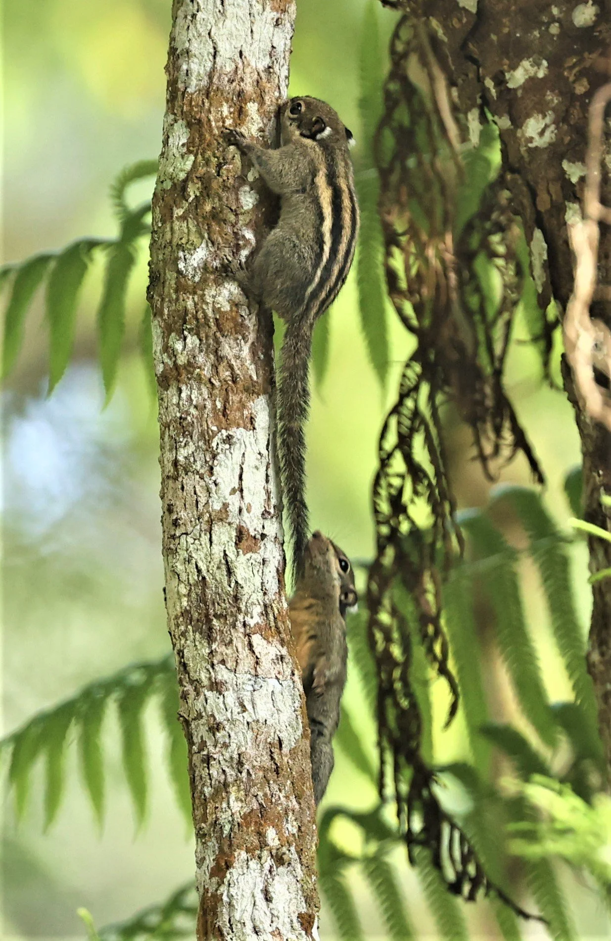 Genus Tamiops Asiatic Striped Squirrels — Coke Smith Wildlife