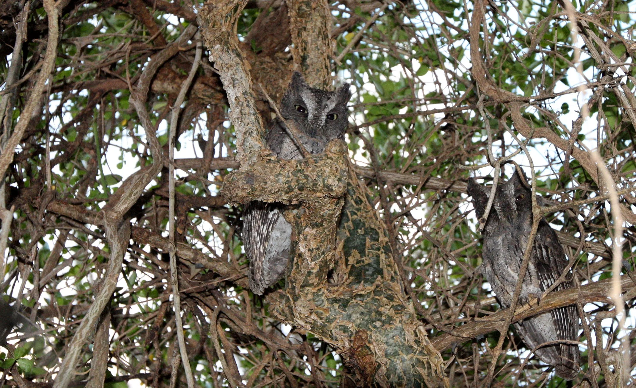 Madagascar Scops Owl (Otus rutilus) — Coke Smith Wildlife