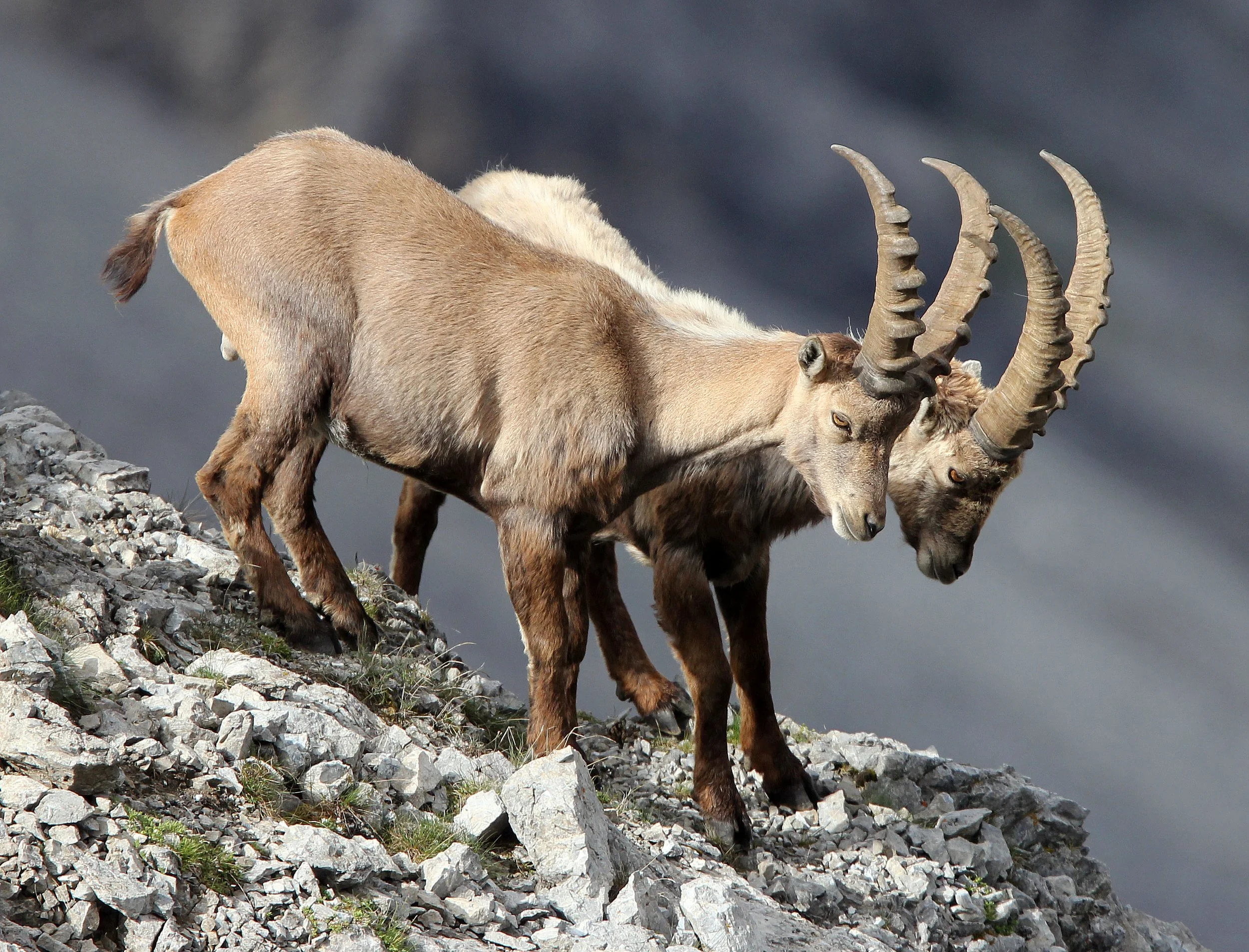 Trip Reports — Coke Smith Wildlife