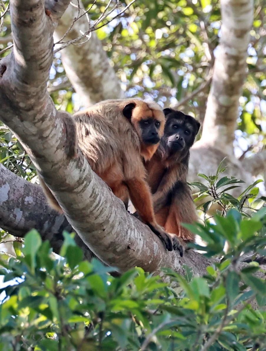 Order Primates — Coke Smith Wildlife