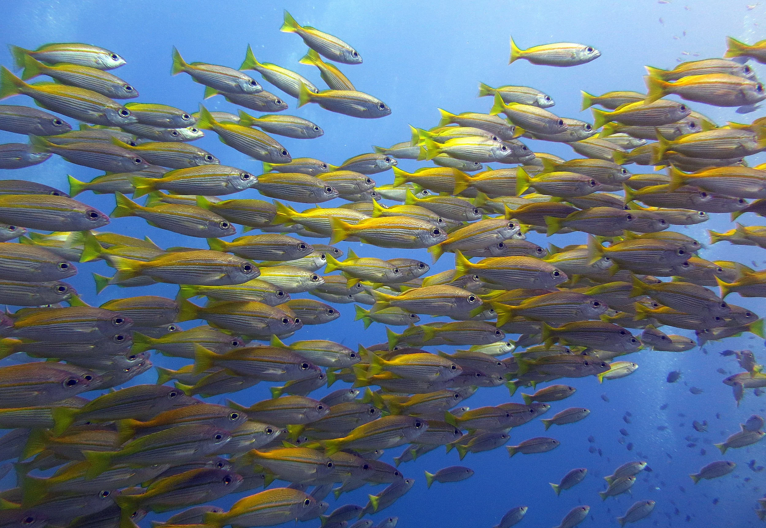 Family Caesionidae - Fusiliers — Coke Smith Wildlife