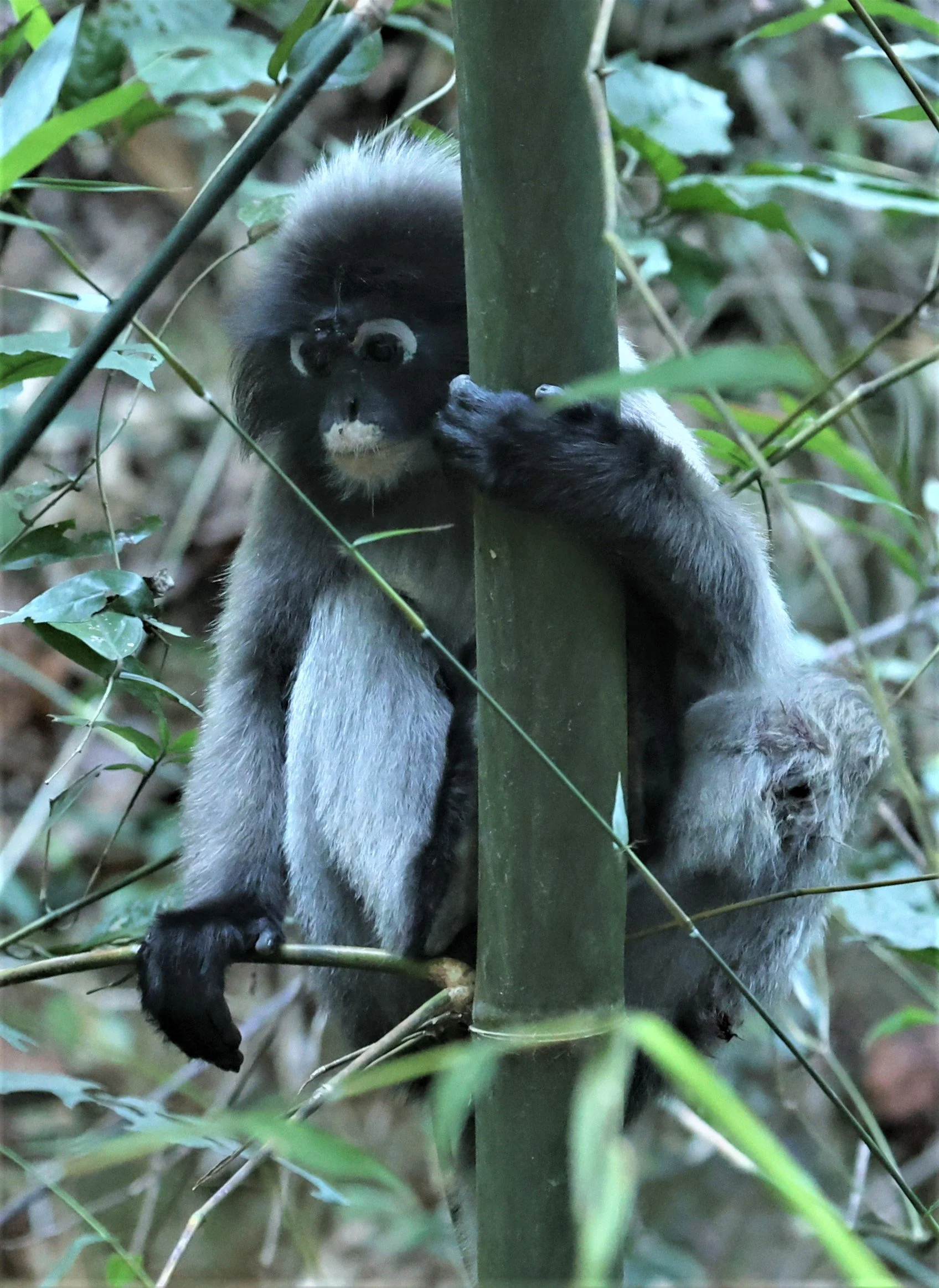 Trachypithecus obscurus Dusky Langur — Coke Smith Wildlife