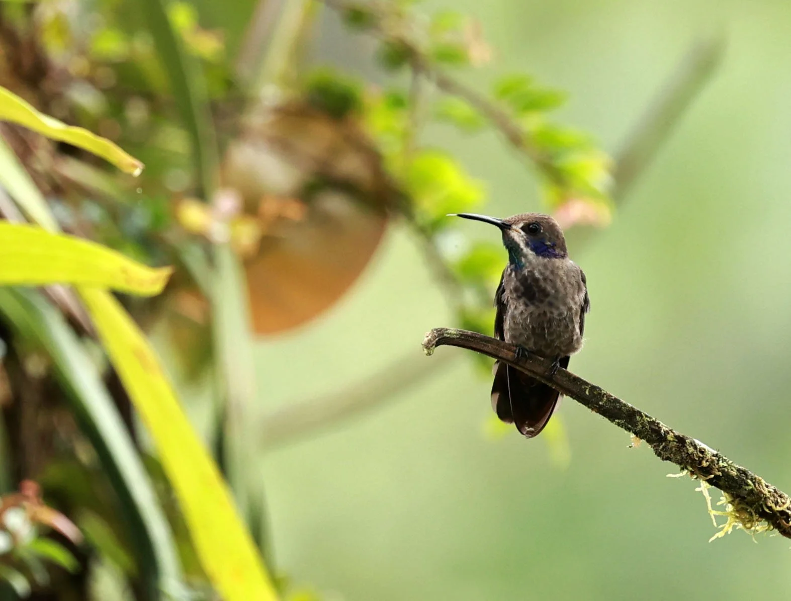 Genus Colibri Ecuador — Coke Smith Wildlife