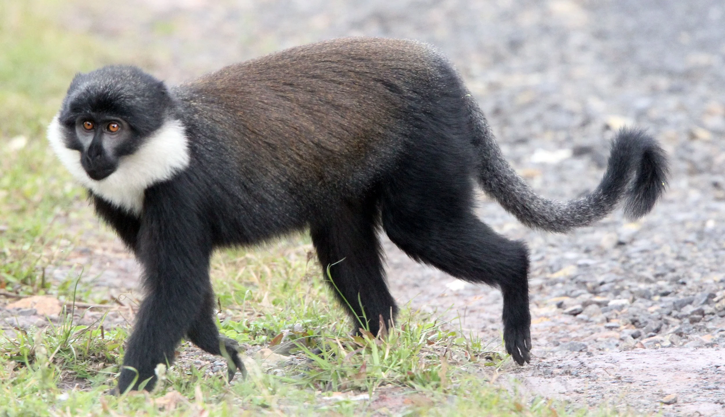 Allochrocebus lhoesti L'Hoest's Monkey — Coke Smith Wildlife