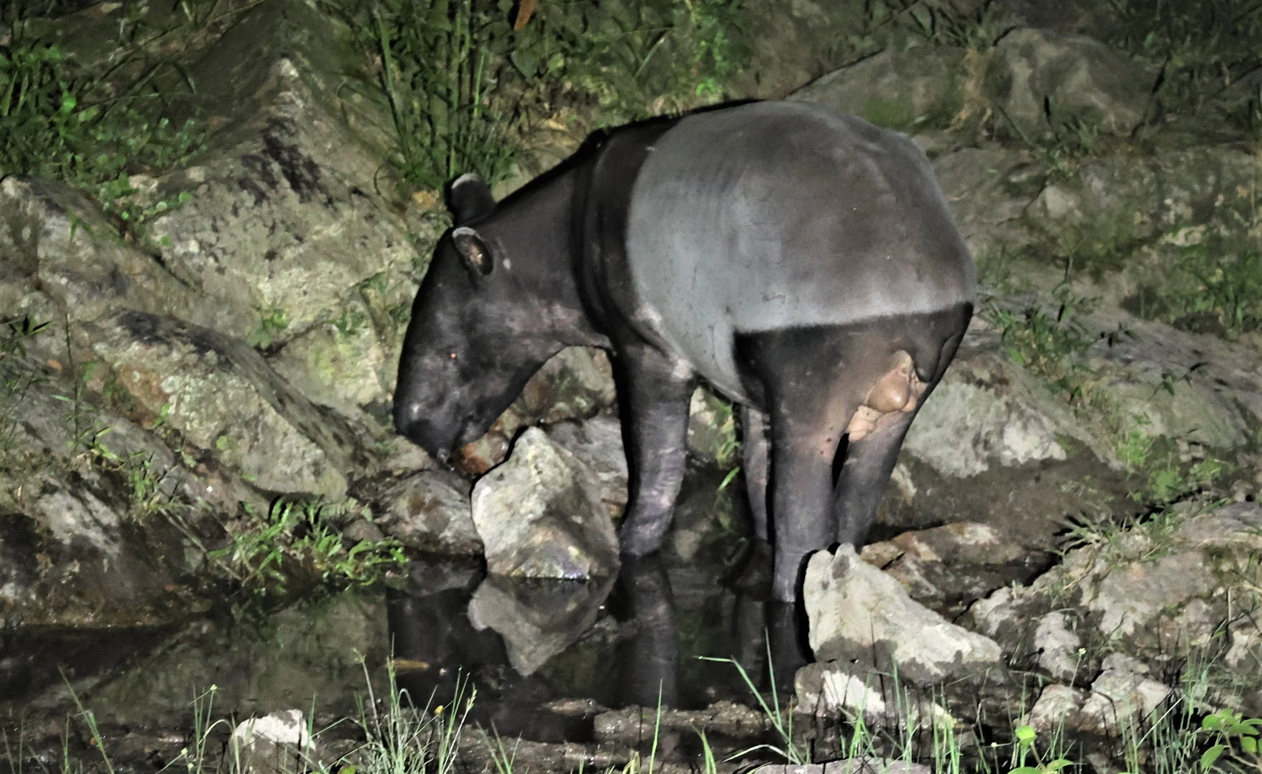 Tapirus indicus Malayan Tapir — Coke Smith Wildlife