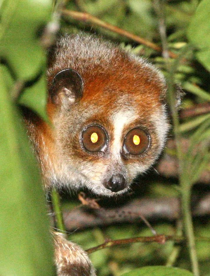 Xanthonycticebus pygmaeus Pygmy Slow Loris — Coke Smith Wildlife