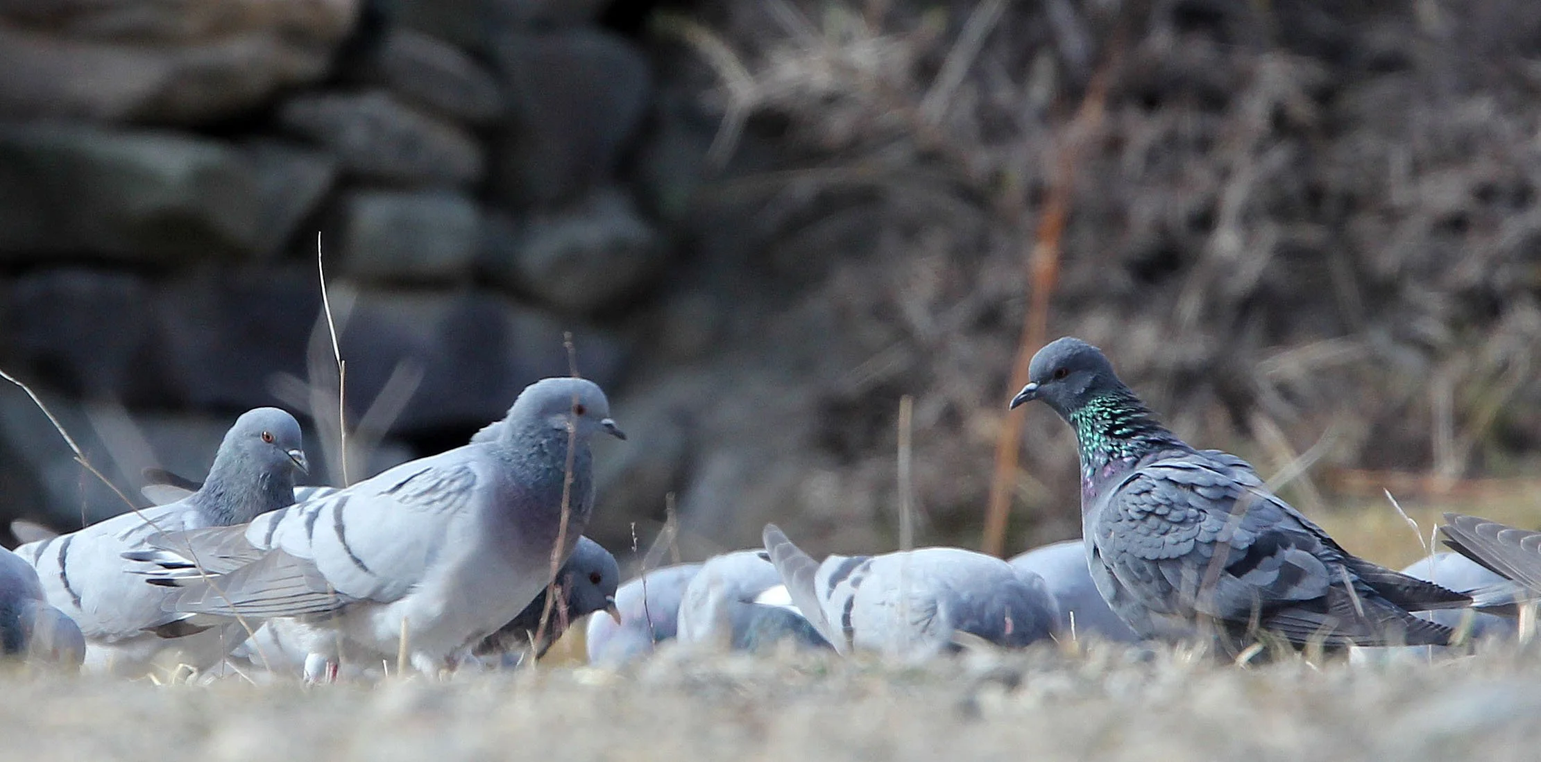 Genus Columba Hill & Rock Pigeons — Coke Smith Wildlife