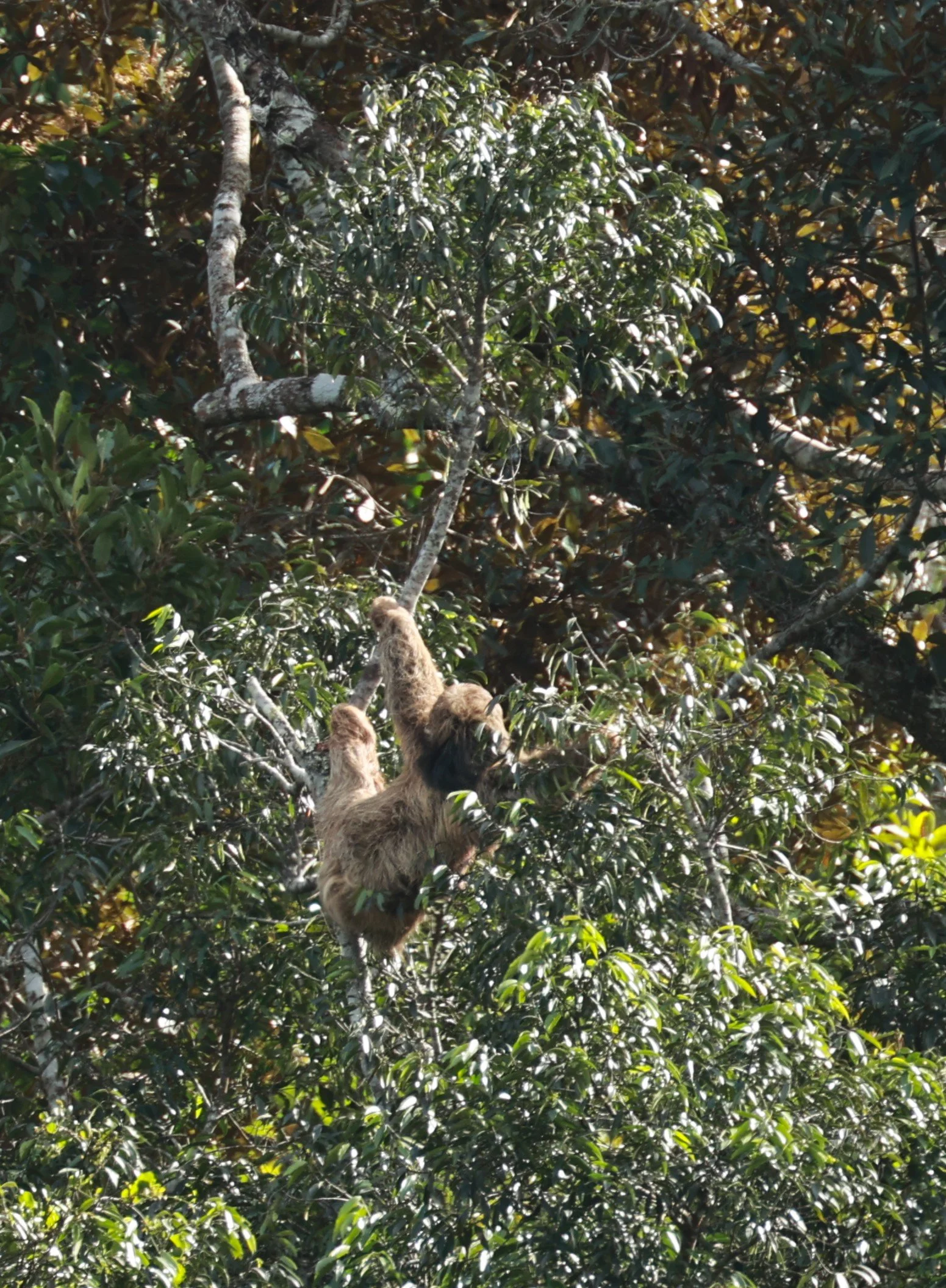Northern & Southern Maned Sloths — Coke Smith Wildlife