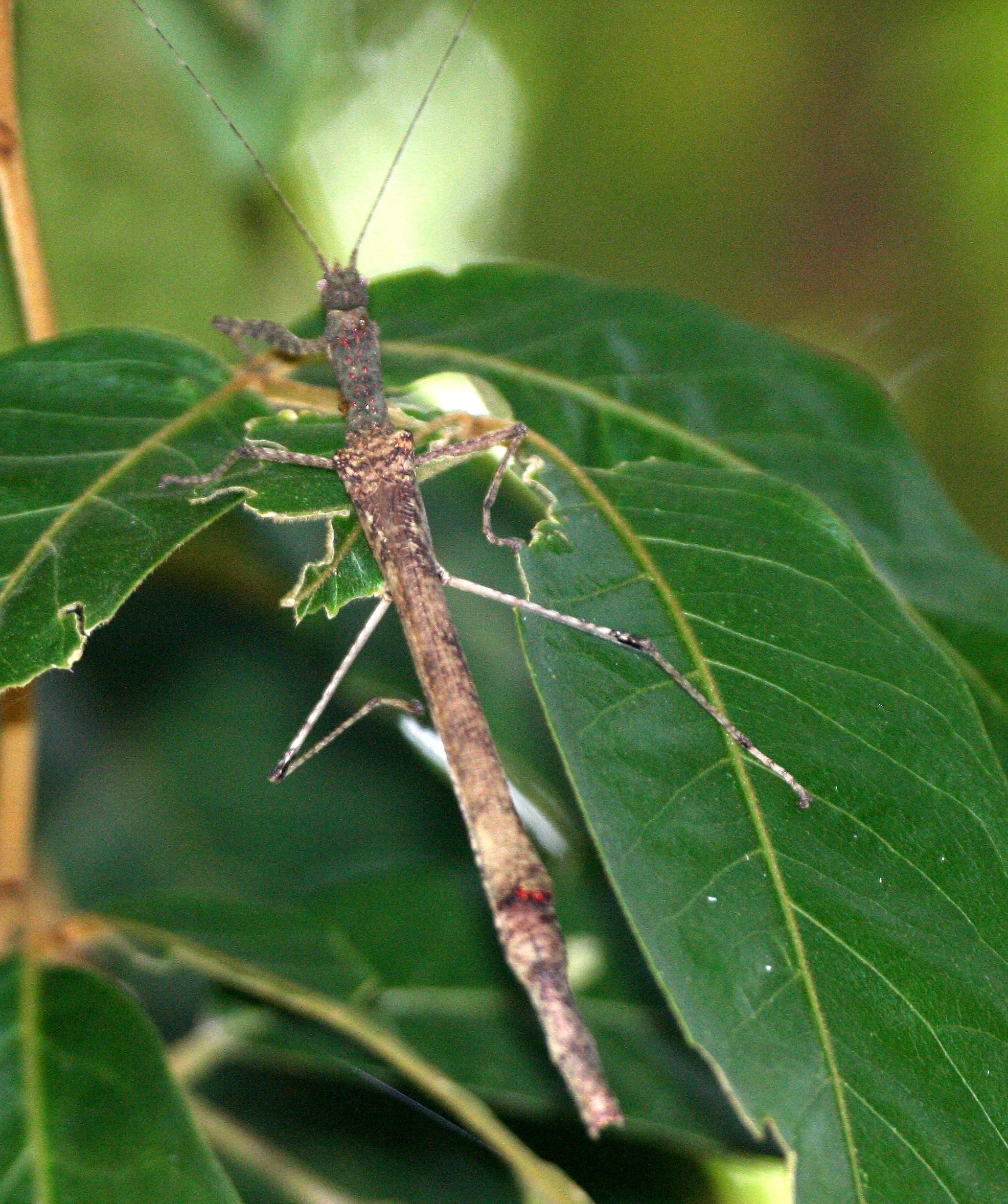 Order Phasmatodea - Walking Sticks — Coke Smith Wildlife