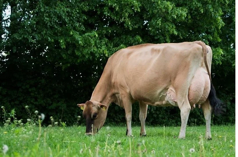 Raw Milk - 1 Gallon - 100% GRASS-FED (Alday Farm, FL) — GRASS-FED FLORIDA