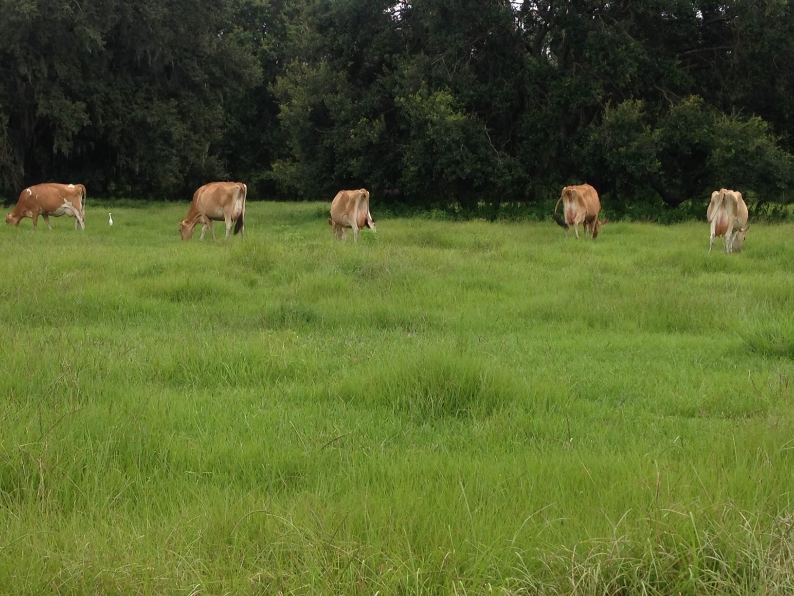 Raw Milk - 1 Gallon - 100% GRASS-FED (Alday Farm, FL) — GRASS-FED FLORIDA