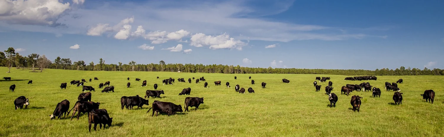 GRASS-FED FLORIDA