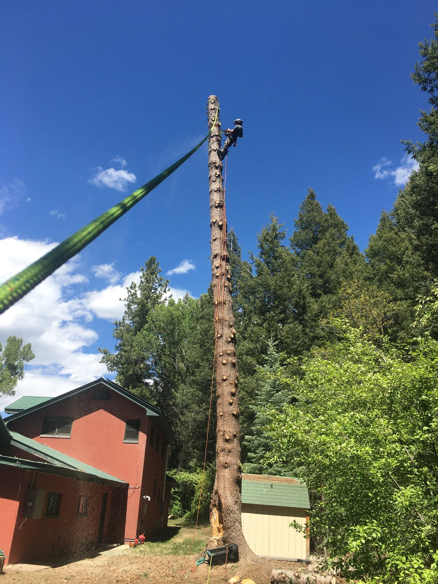 Durango Tree Care - Arborist Durango, Colorado