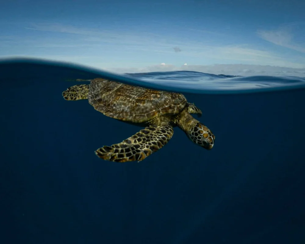 Ocean Toa Cook Islands