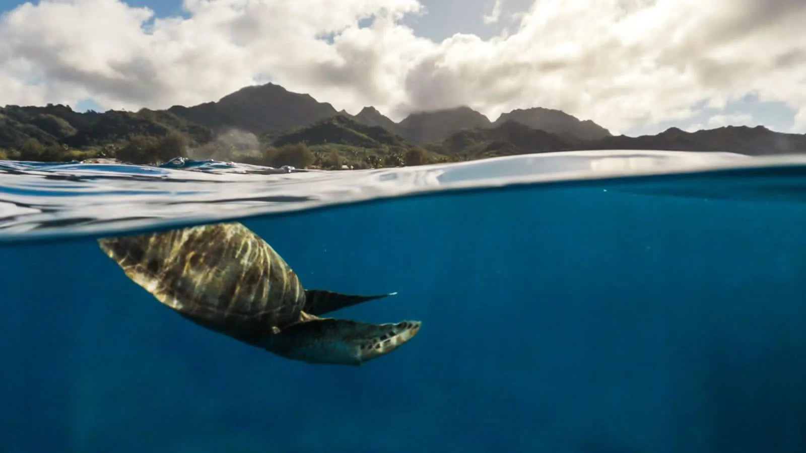 Ocean Toa Cook Islands | Rarotonga's Finest Turtle Tours