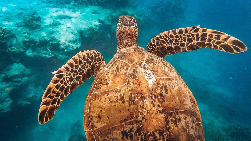 Ocean Toa Cook Islands | Turtle Tours & Ocean Adventures