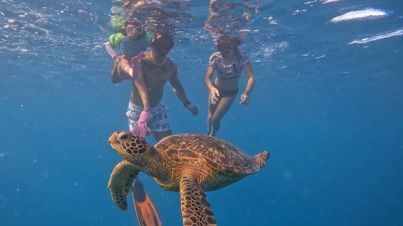 Ocean Toa Cook Islands | Turtle Tours & Ocean Adventures