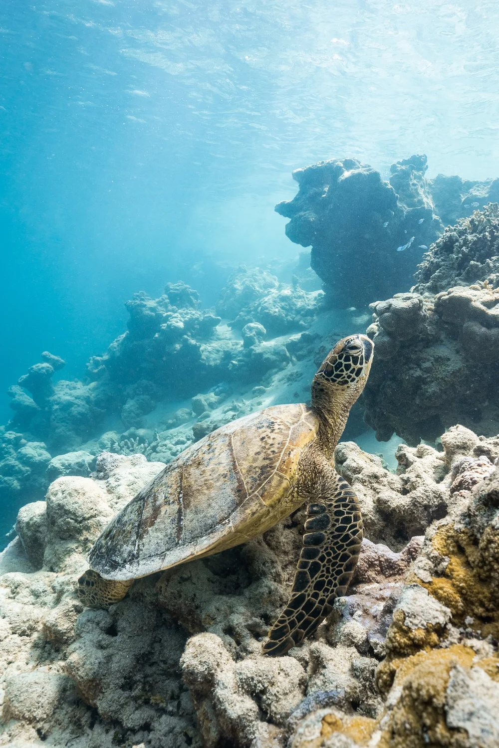Ocean Toa Cook Islands | Turtle Tours & Ocean Adventures
