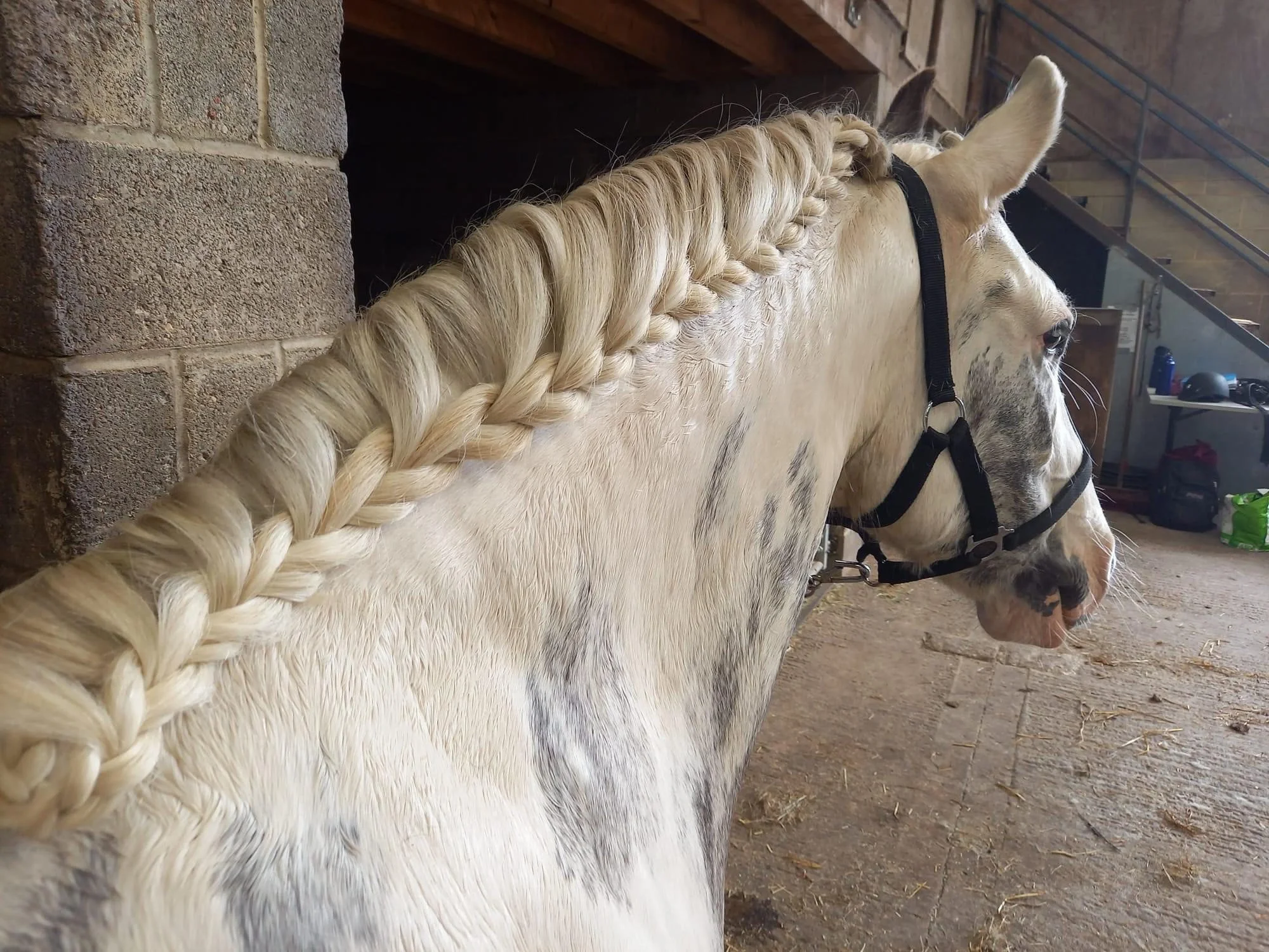 Stable Management — St. Ives (Bingley) Riding for the Disabled