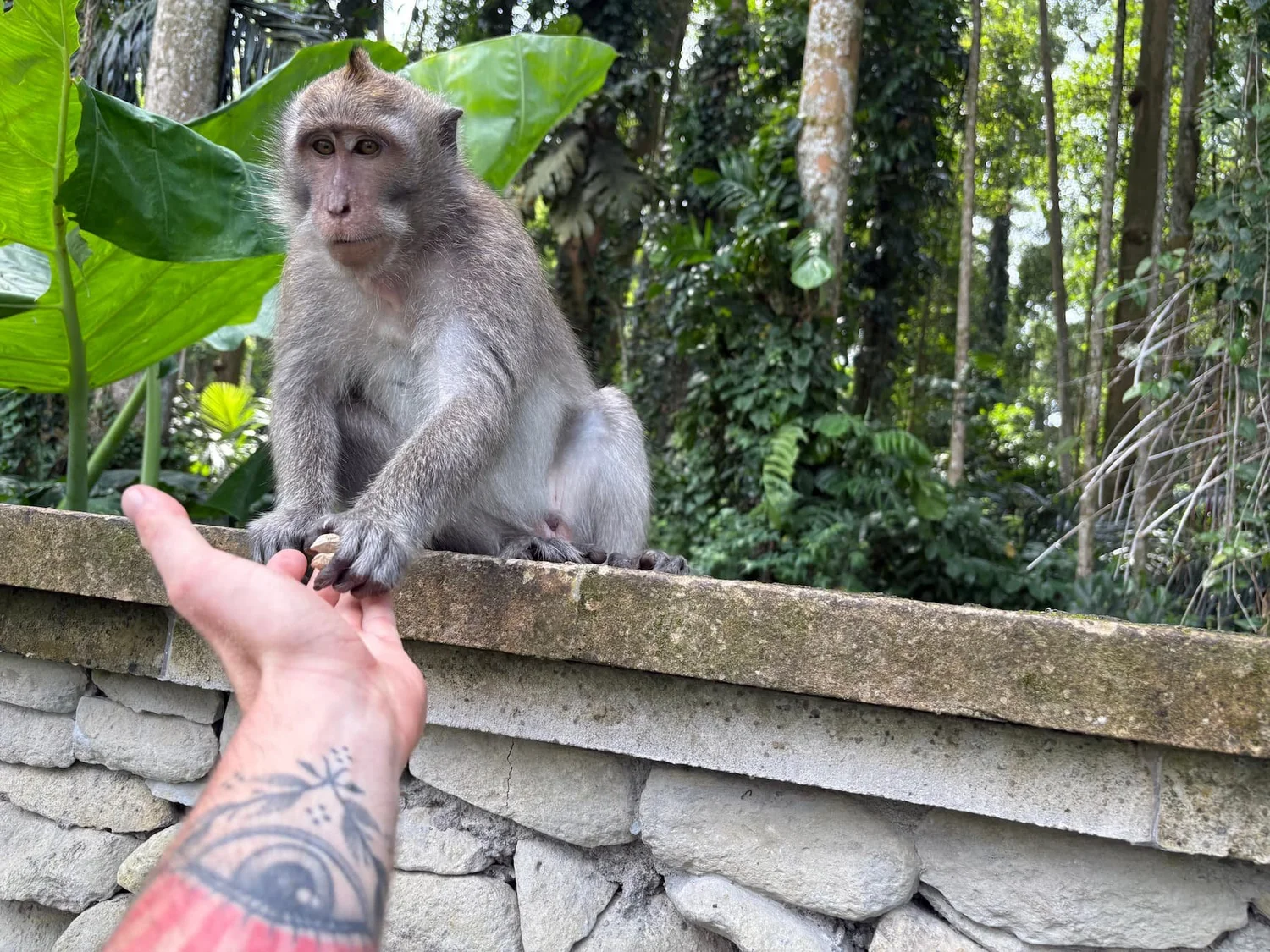 Sangeh Monkey Forest Bali (2026) – Tickets, Tips & Monkey Guide.