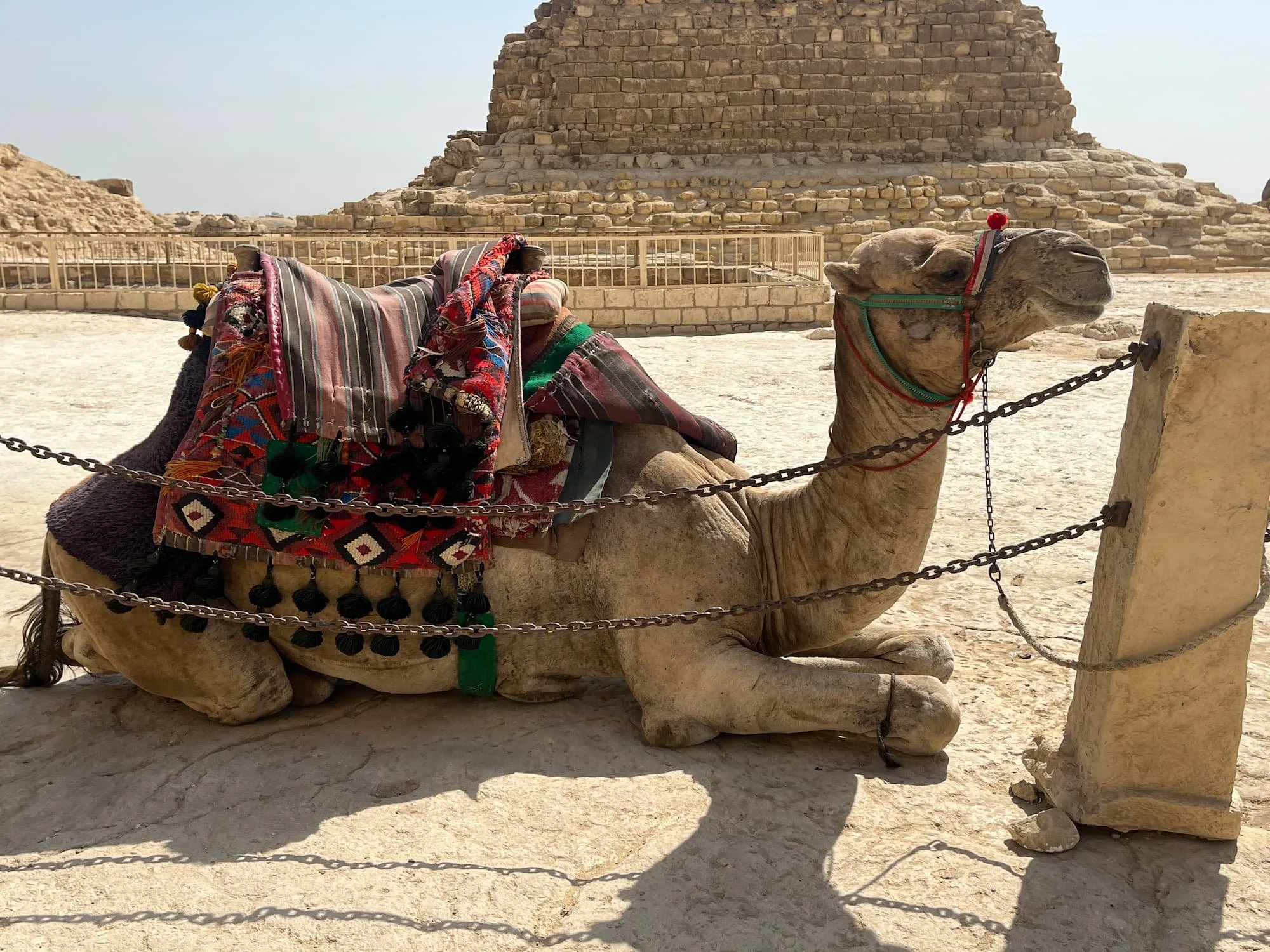 Riding Camels in Egypt – Prices, Safety & Best Places