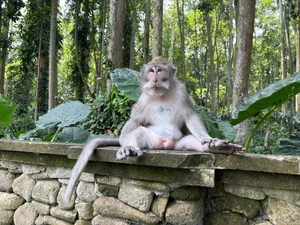 Sangeh Monkey Forest Bali (2026) – Tickets, Tips & Monkey Guide.