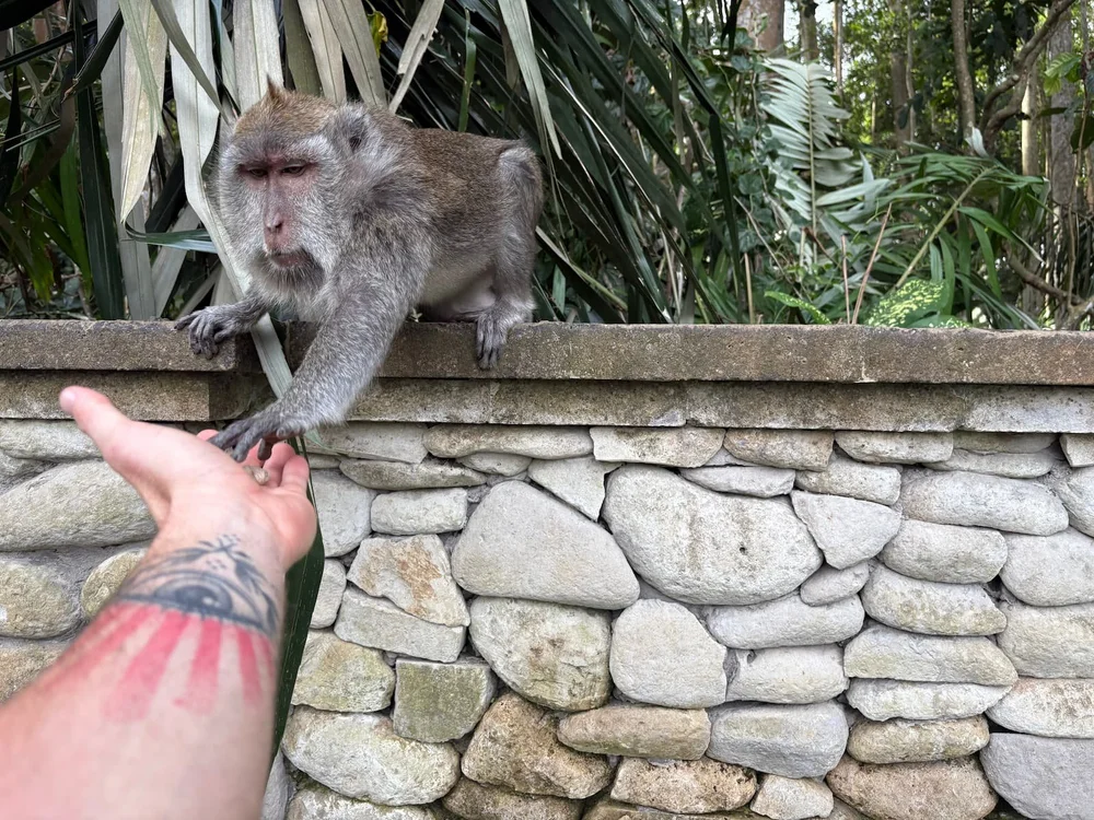 Sangeh Monkey Forest Bali (2026) – Tickets, Tips & Monkey Guide.