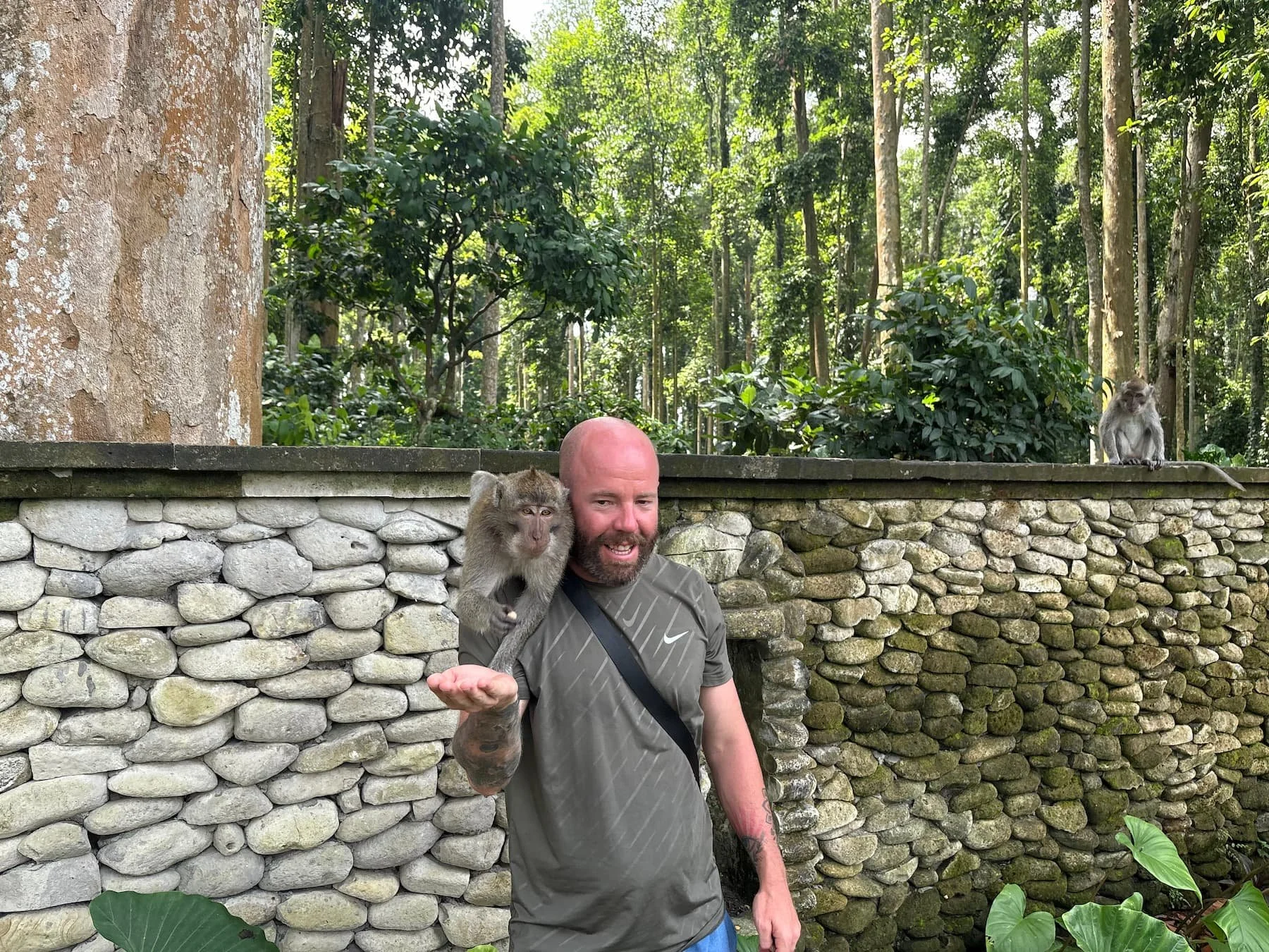 Sangeh Monkey Forest Bali (2026) – Tickets, Tips & Monkey Guide.