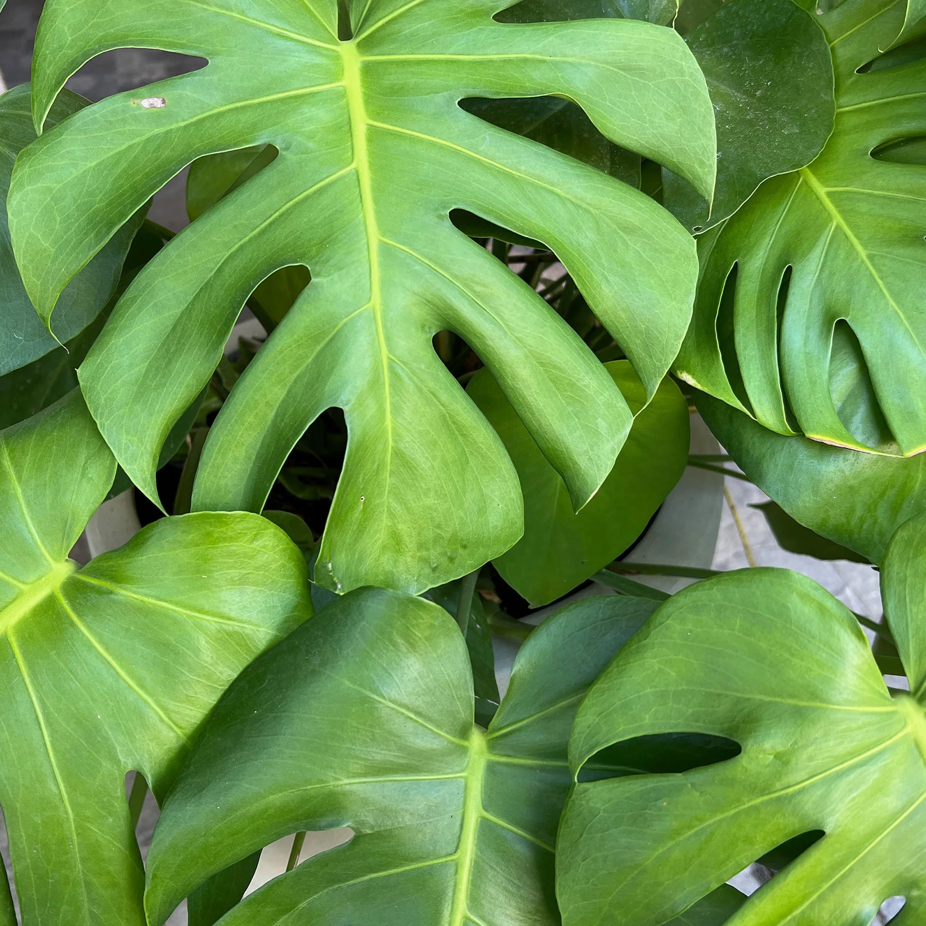 Our Story | Discover Our Roots — The Monkey Bar