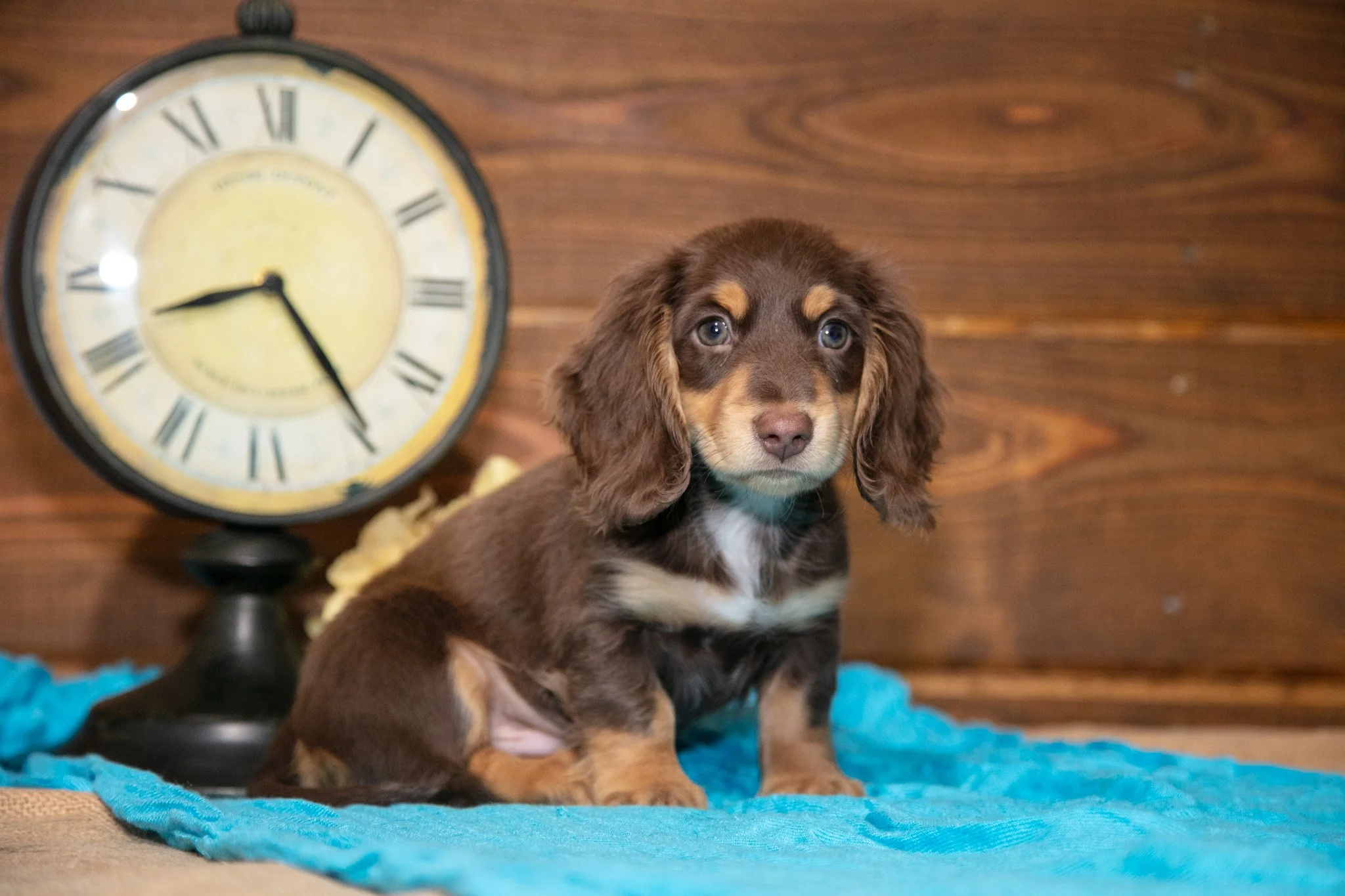 Alexander - Sold — Evergreen Puppies