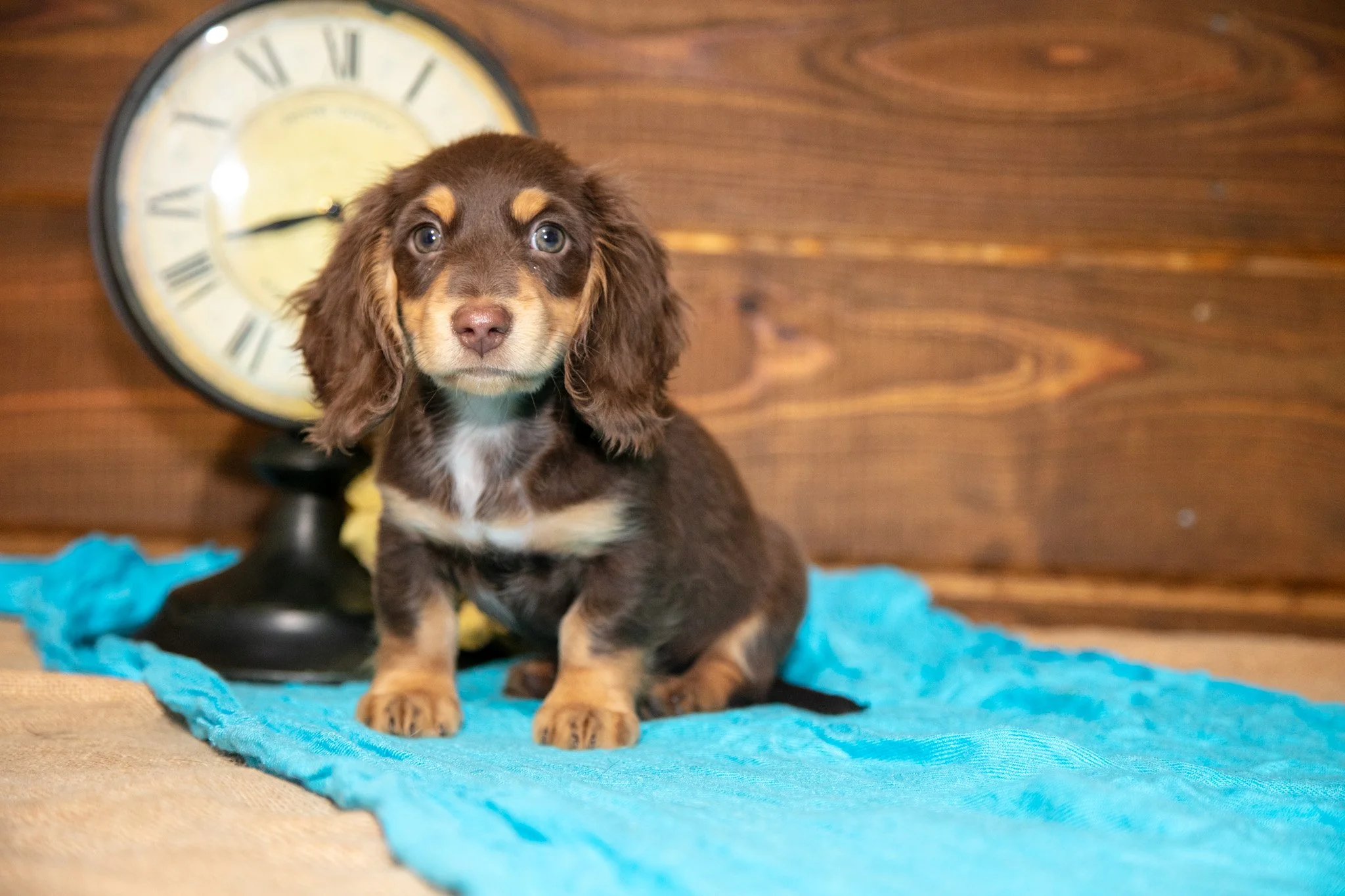 Alexander - Sold — Evergreen Puppies