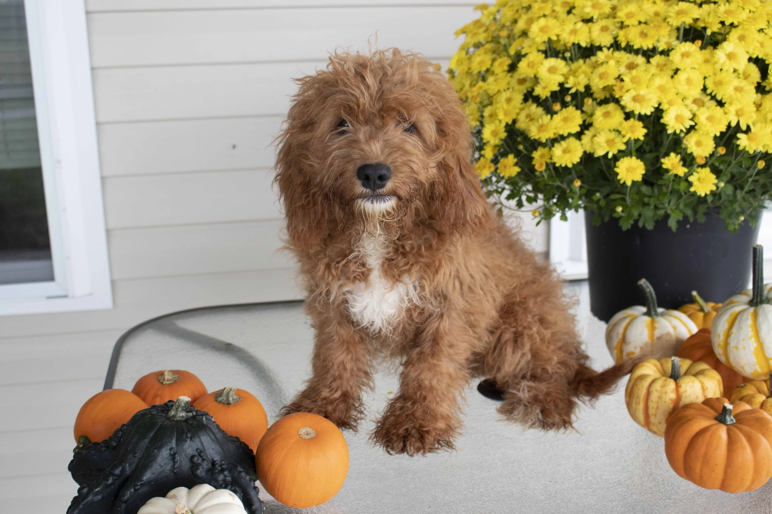 Cavapoo — Evergreen Puppies