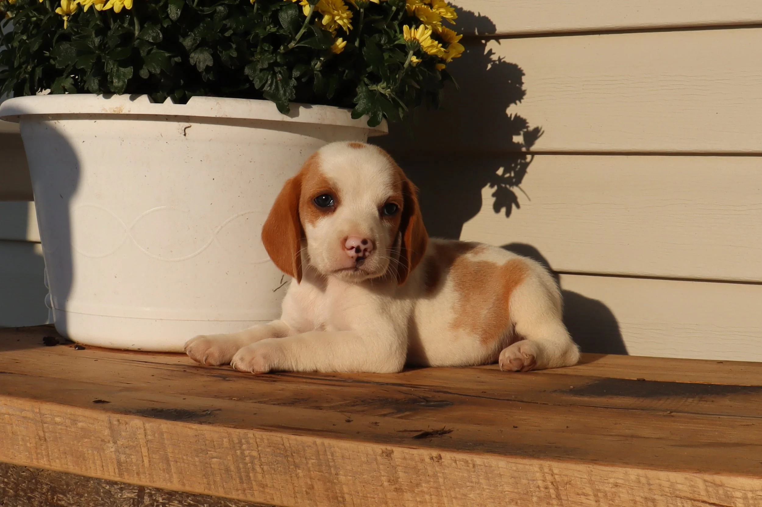 Beagle — Evergreen Puppies