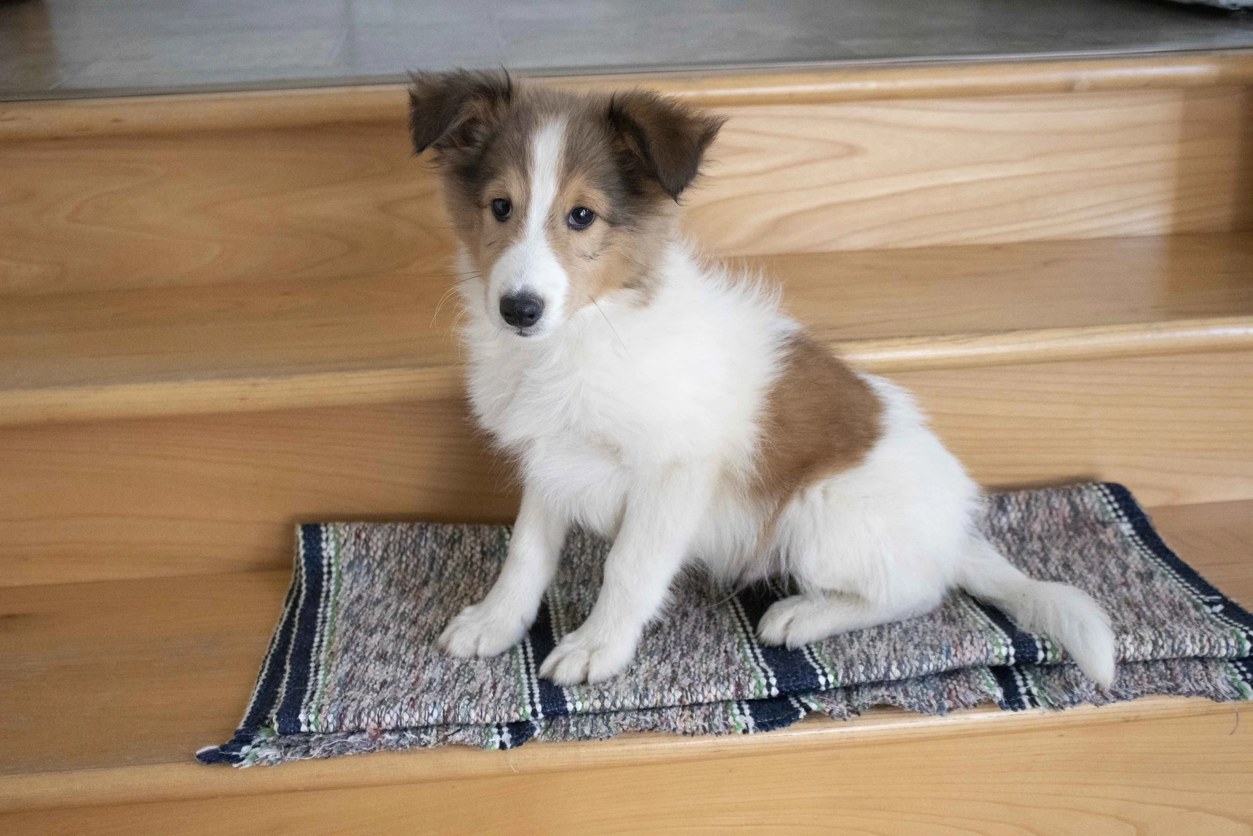 Shetland Sheepdog — Evergreen Puppies