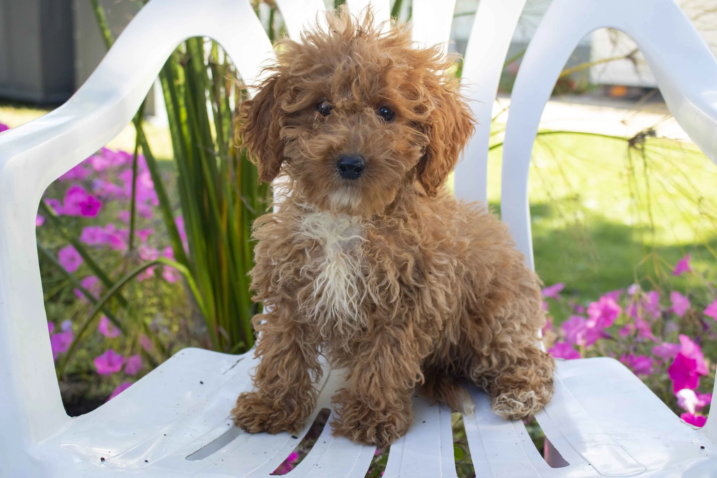 Goldendoodle Mini — Evergreen Puppies