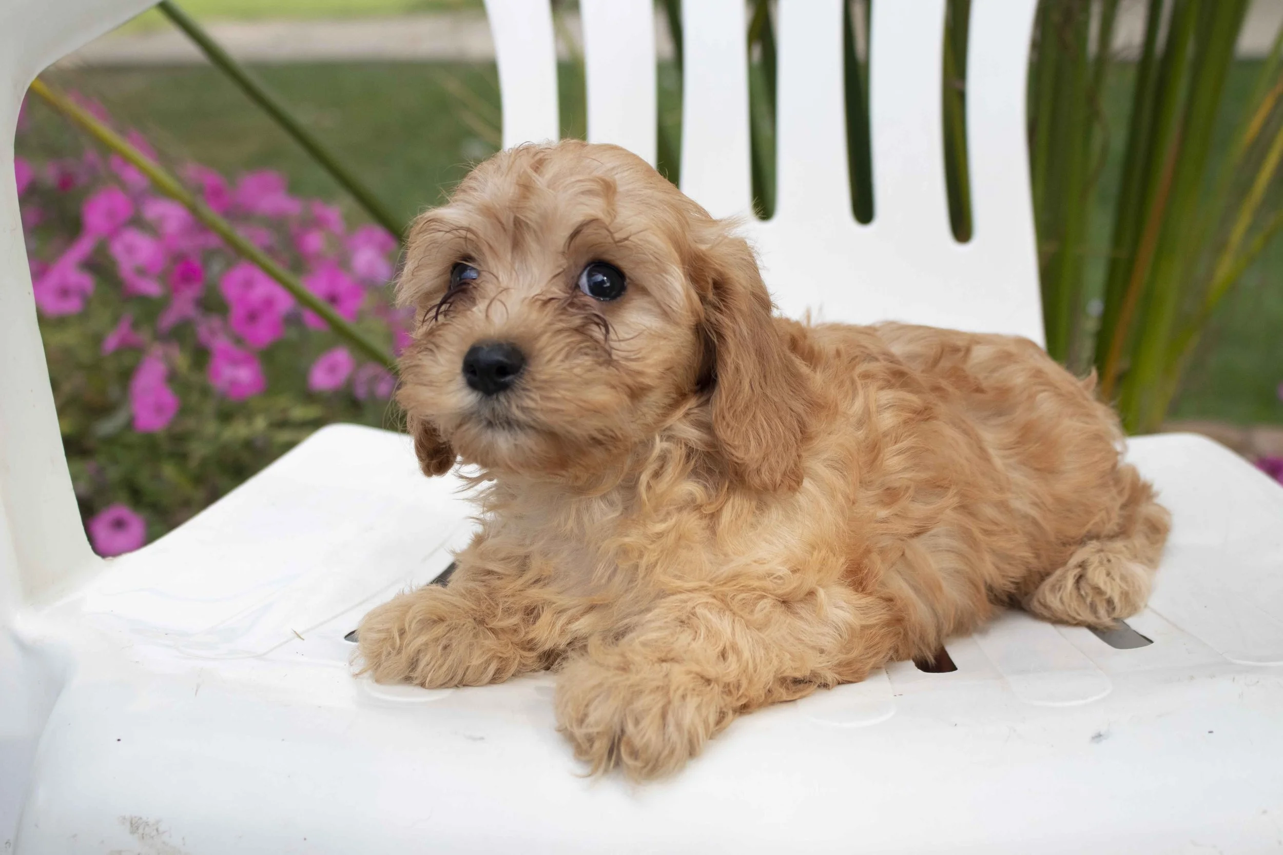 Cavapoo — Evergreen Puppies