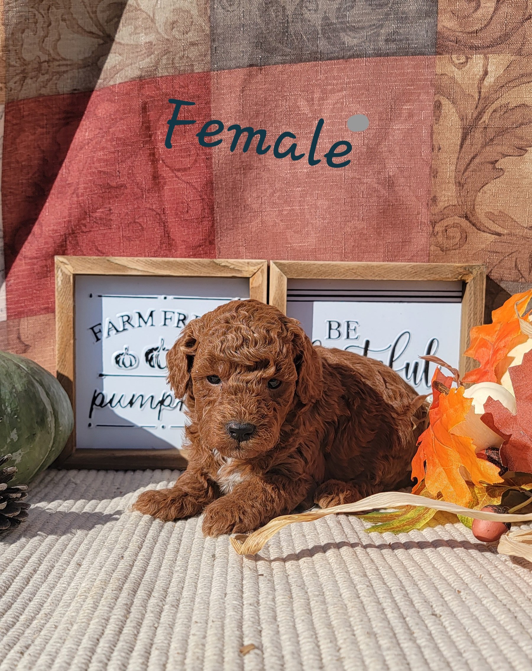 Mini Poodle — Evergreen Puppies