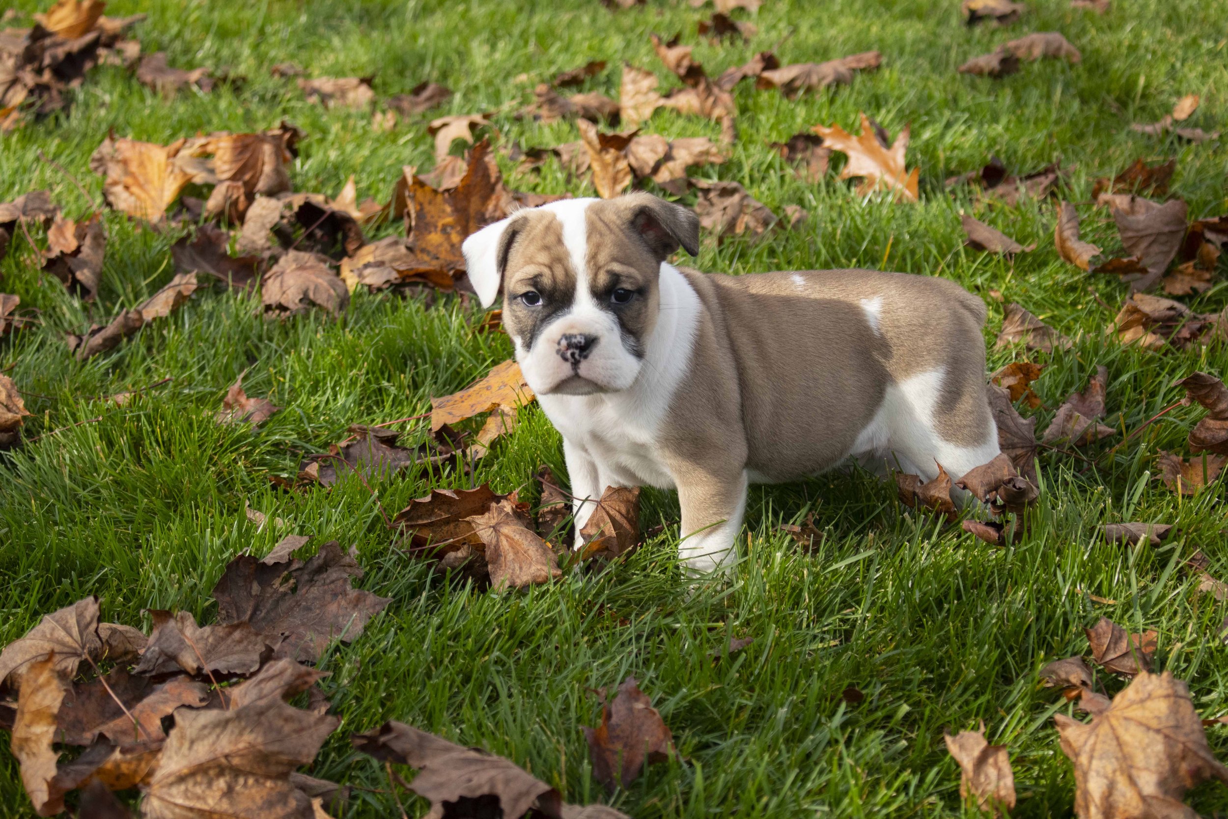 English Bulldog Mix — Evergreen Puppies