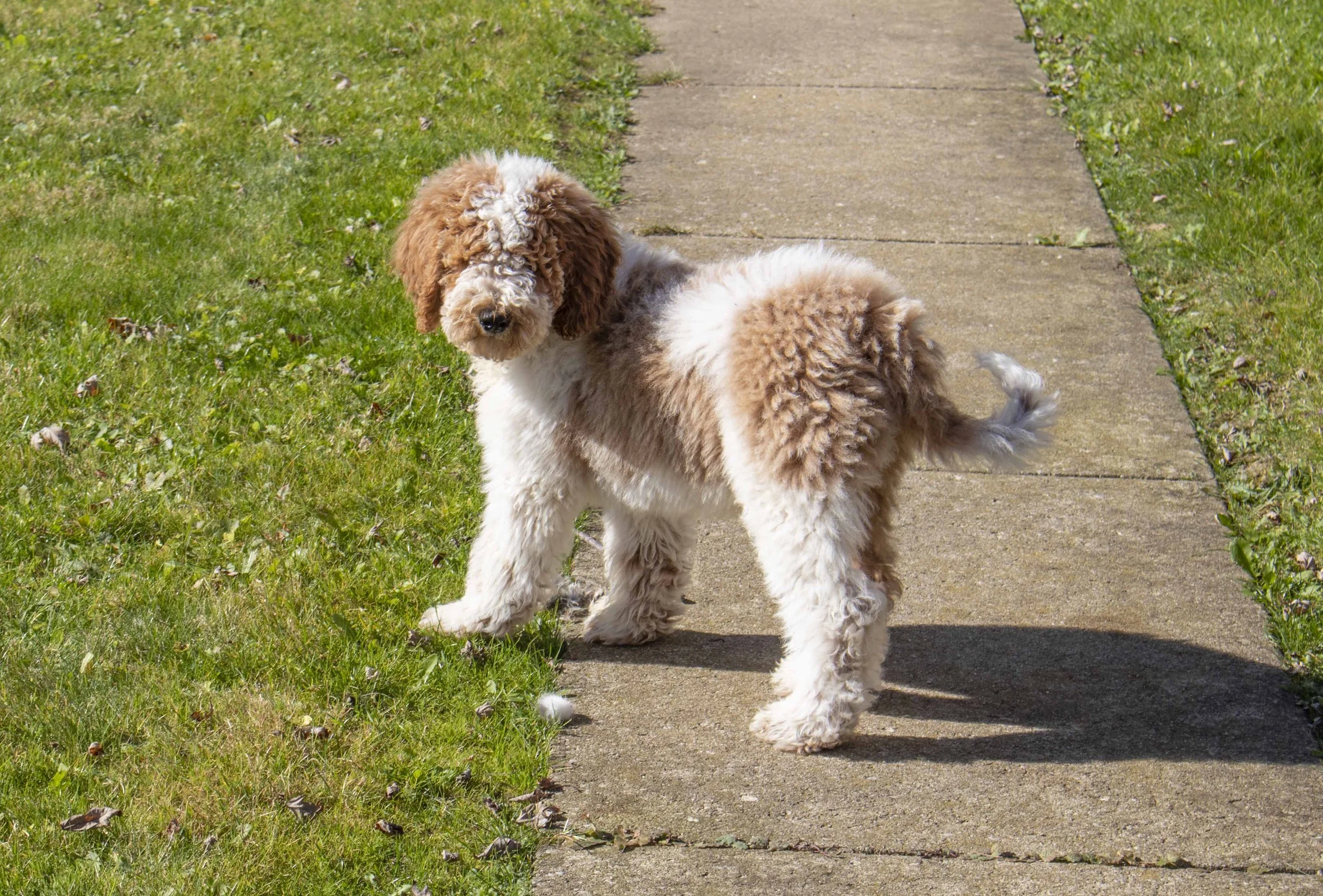 Standard Poodle — Evergreen Puppies