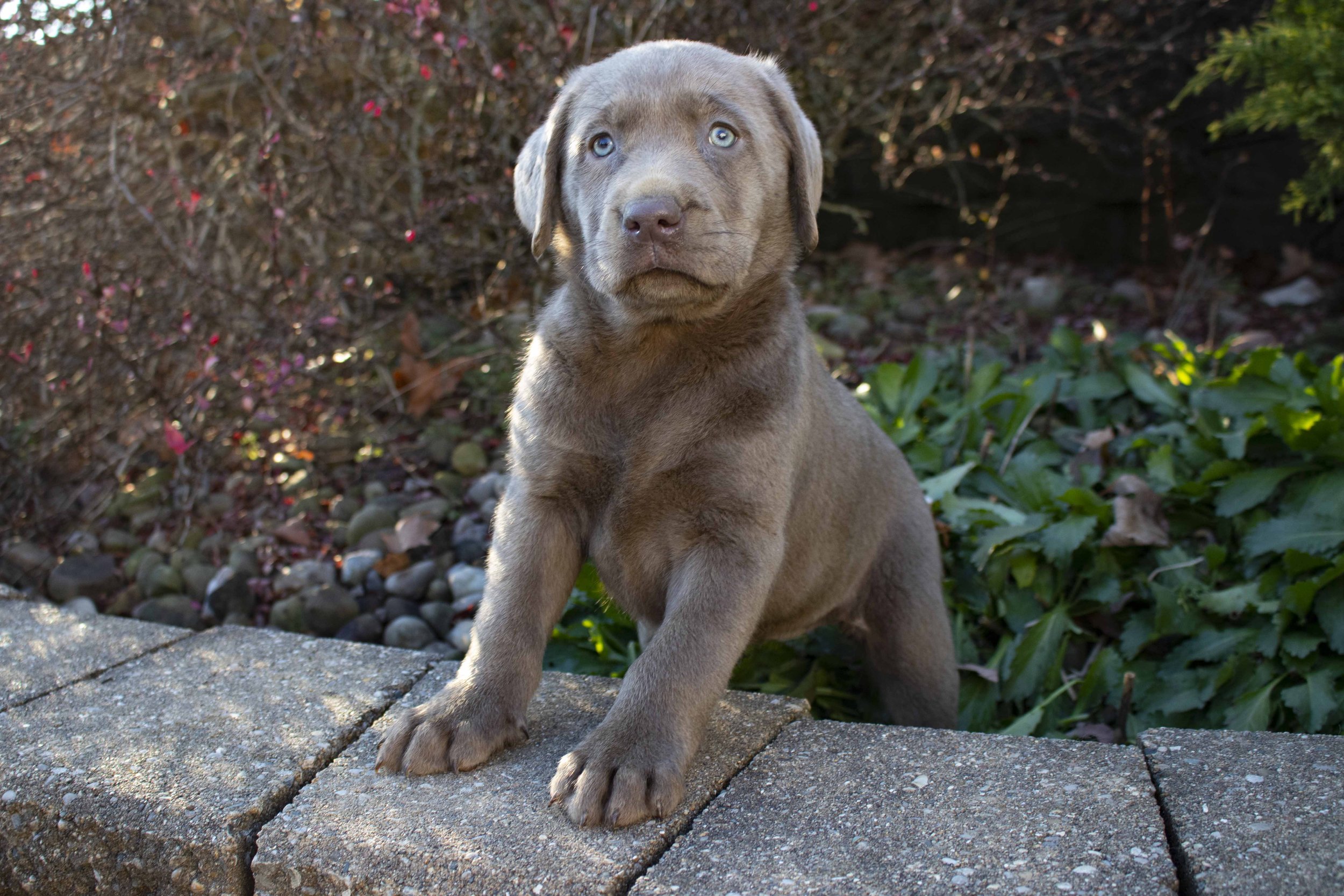 Labrador Retriever — Evergreen Puppies