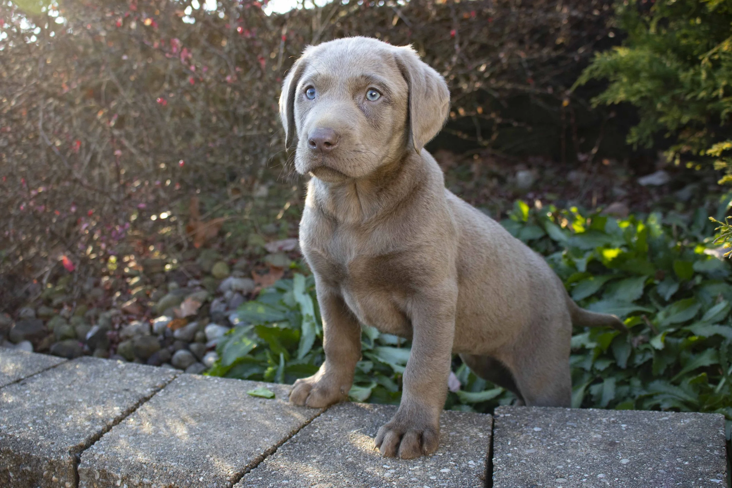Labrador Retriever — Evergreen Puppies