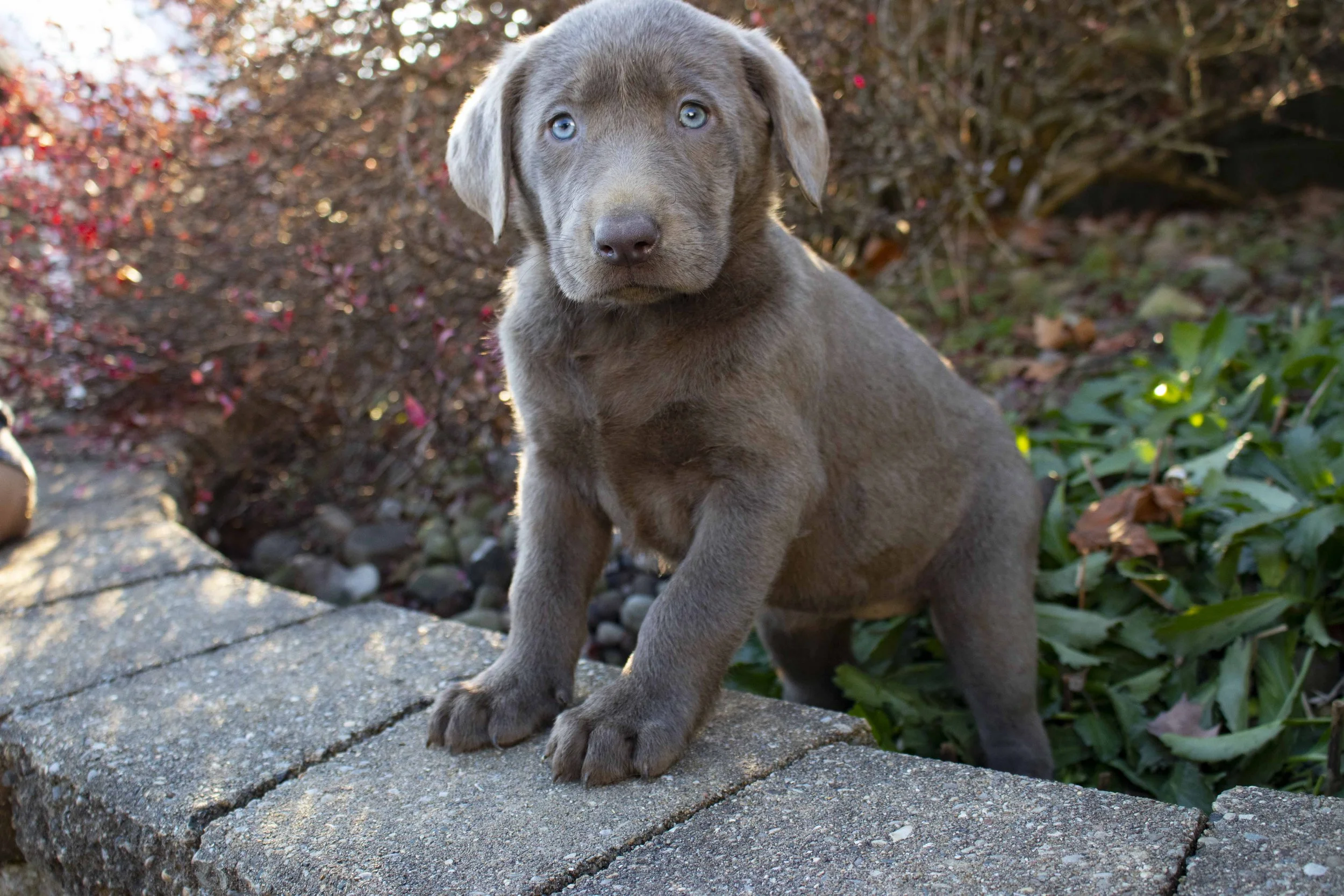 Labrador Retriever — Evergreen Puppies