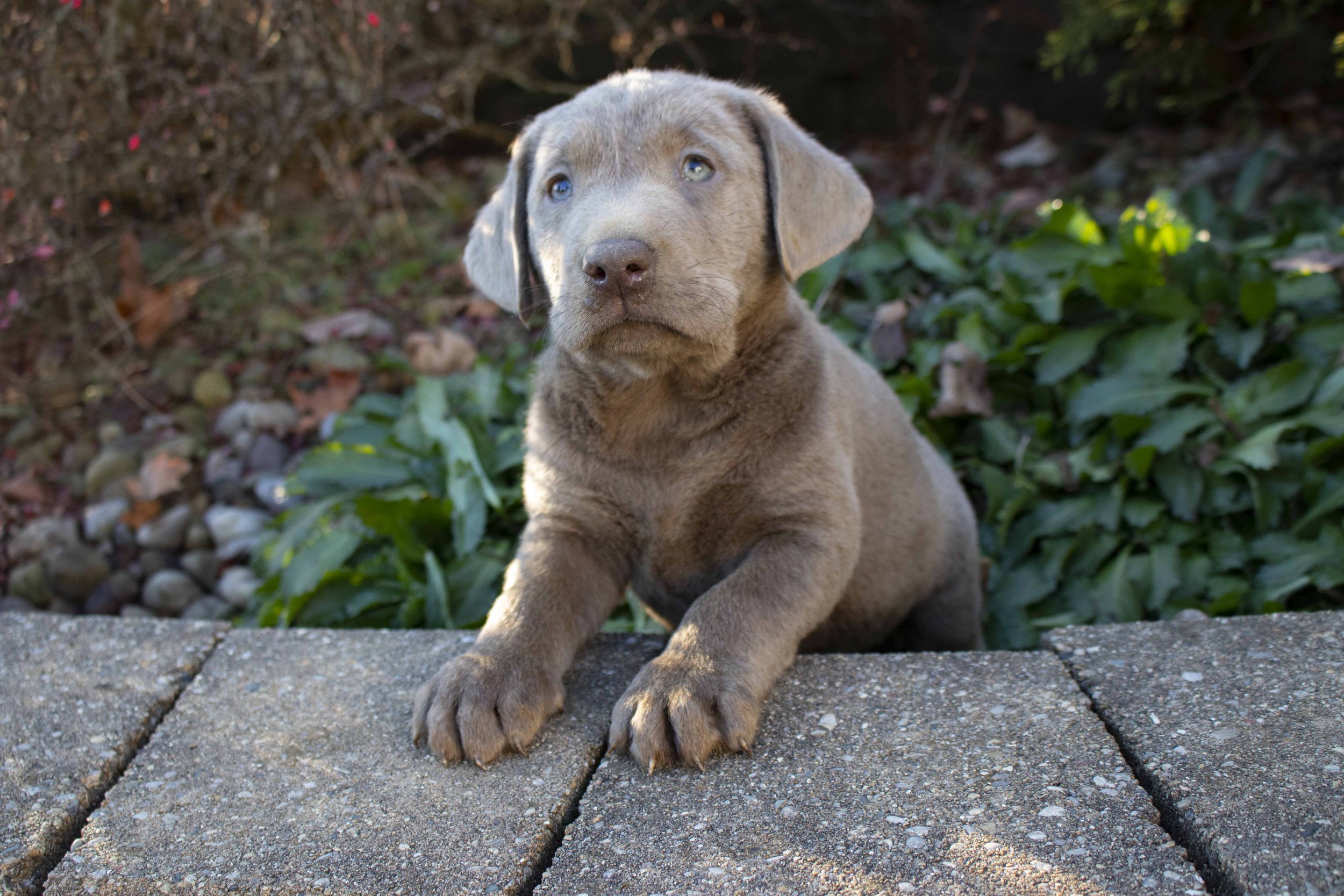 Labrador Retriever — Evergreen Puppies