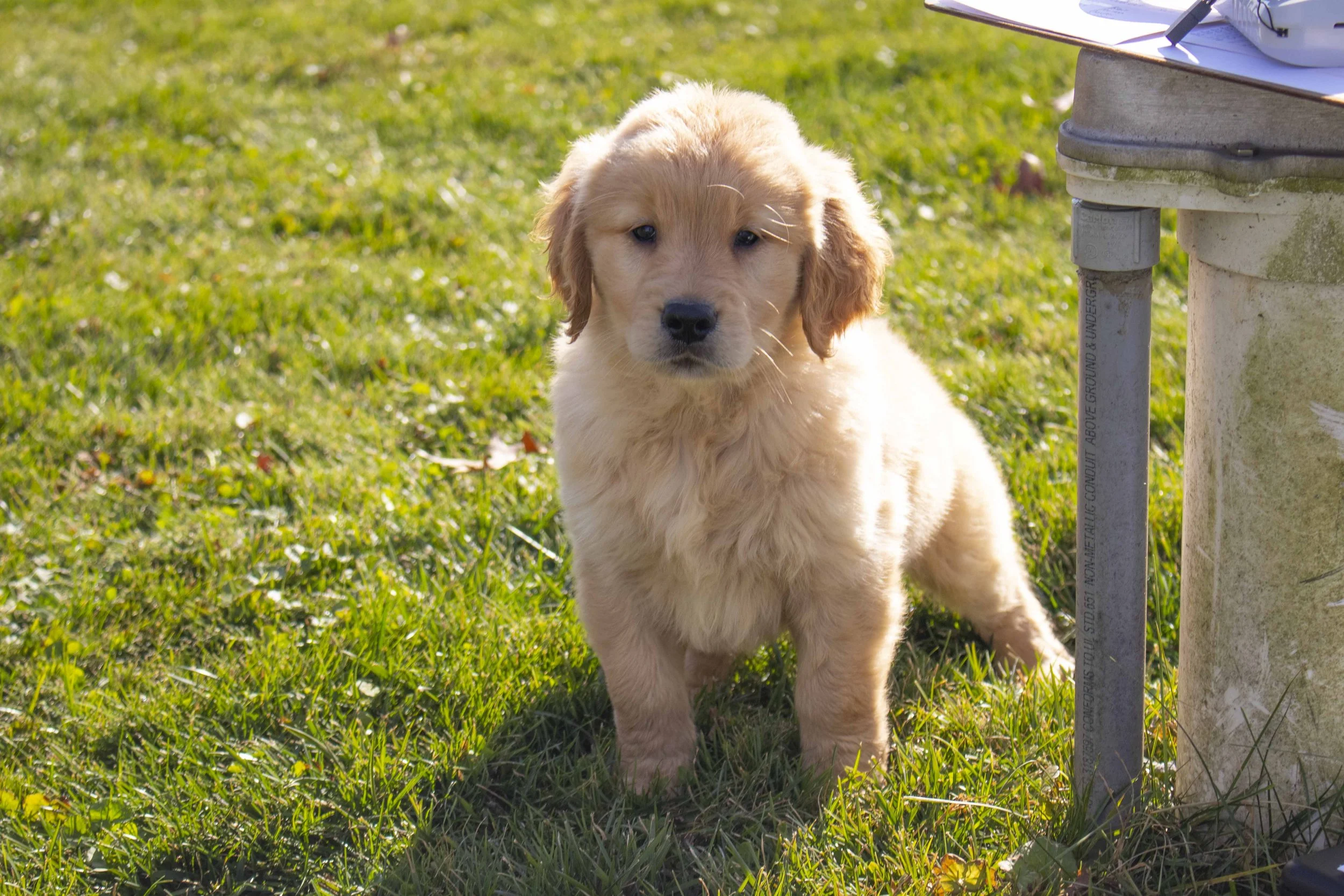 Golden Retriever — Evergreen Puppies