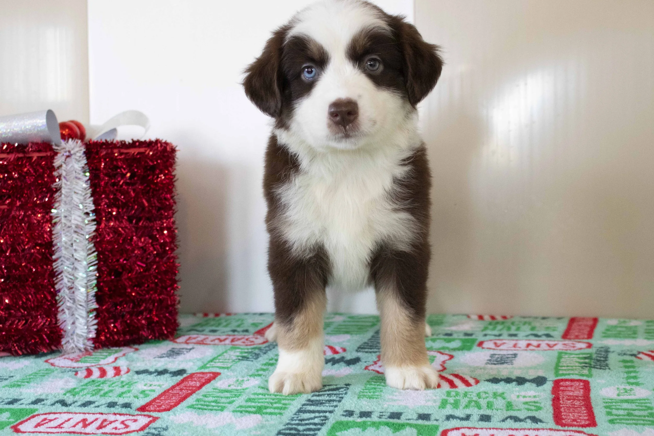 Miniature Australian Shepherd Puppies for sale - Puppies available now - Connect with breeders ...