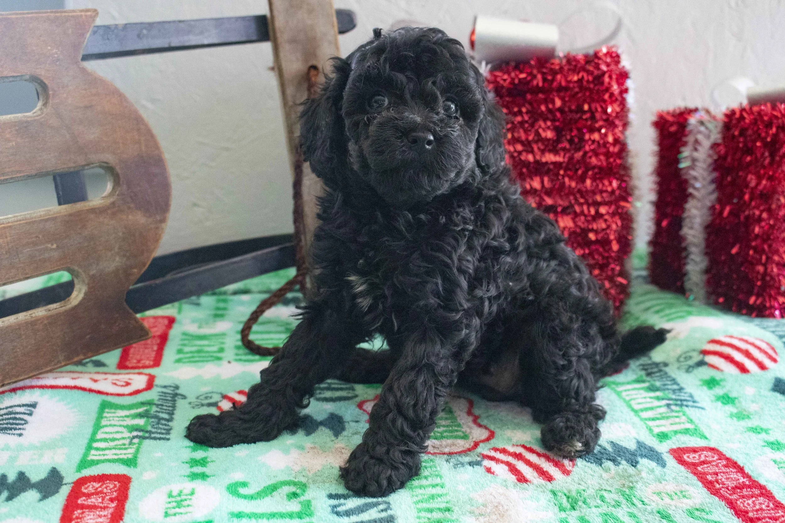 Cavapoo — Evergreen Puppies