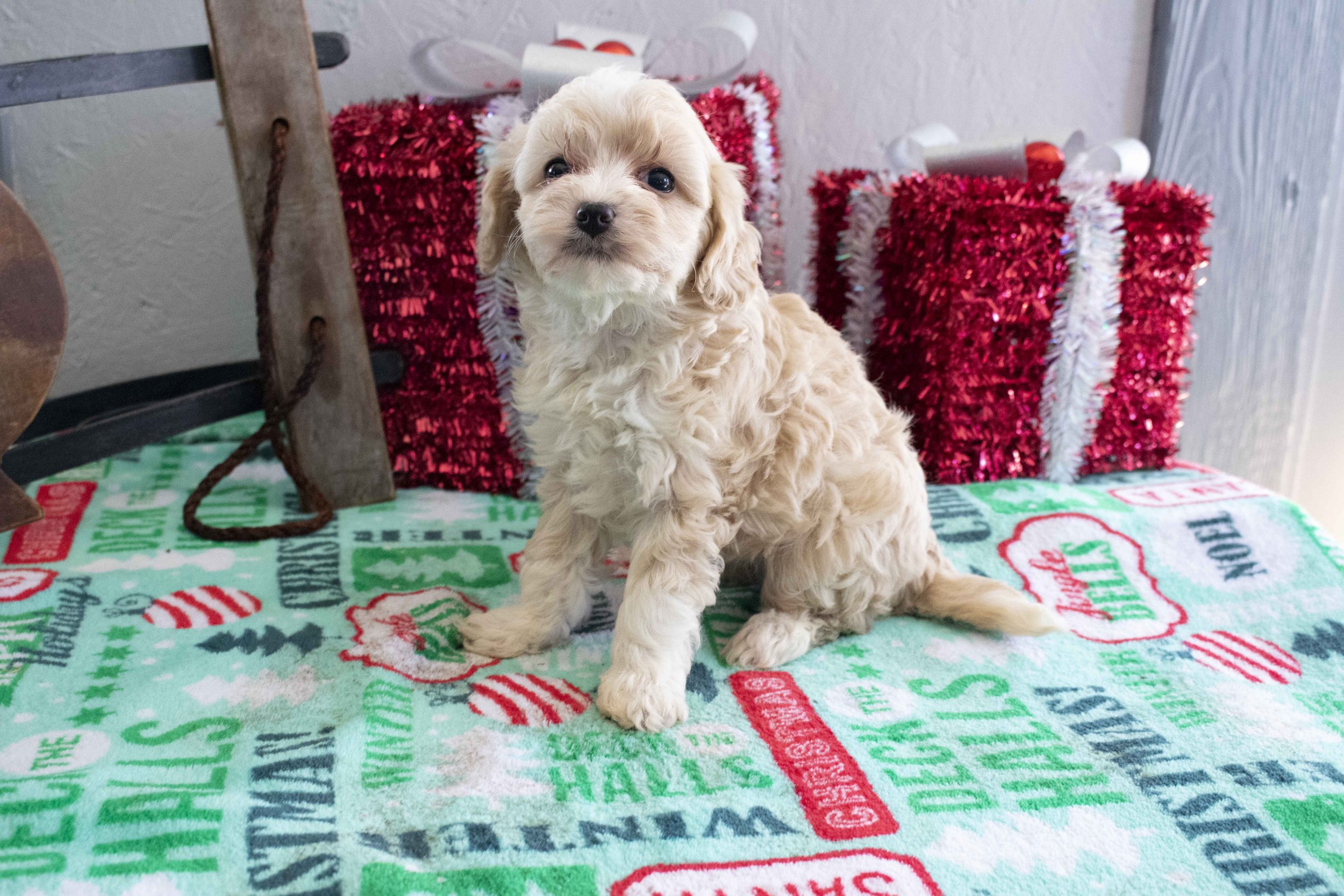 Cavapoo — Evergreen Puppies