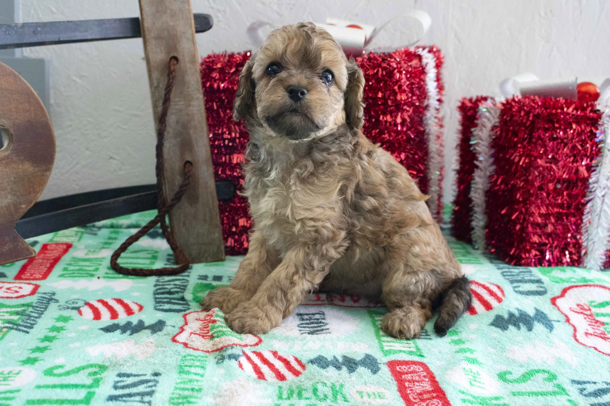 Cavapoo — Evergreen Puppies