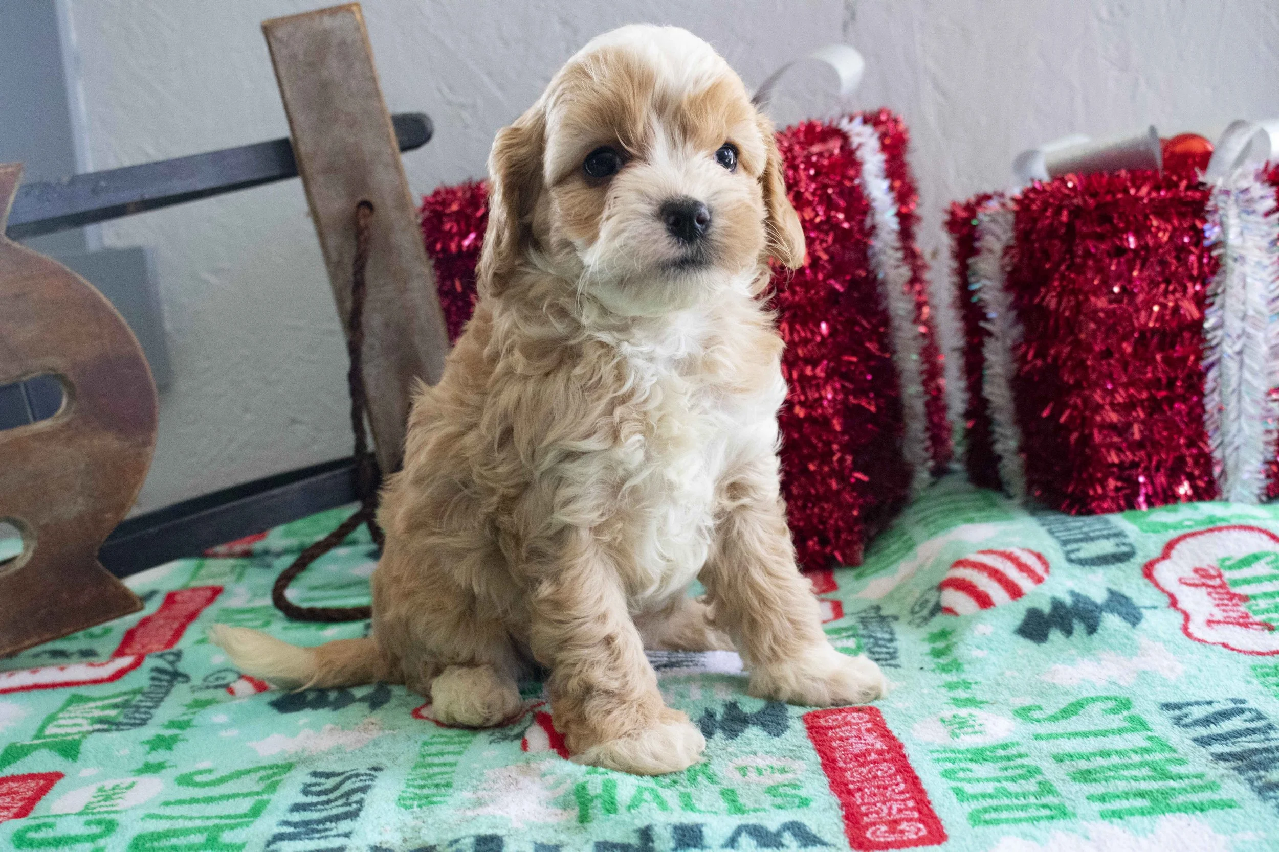 Cavapoo — Evergreen Puppies